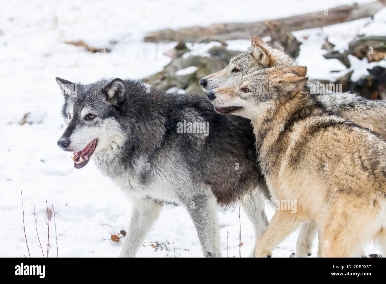 Tundra wolves hi-res stock photography and images - Alamy