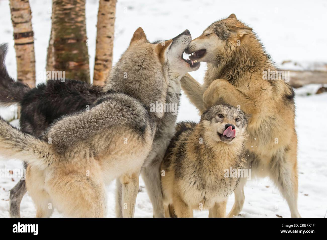 Tundra wolves hi-res stock photography and images - Alamy