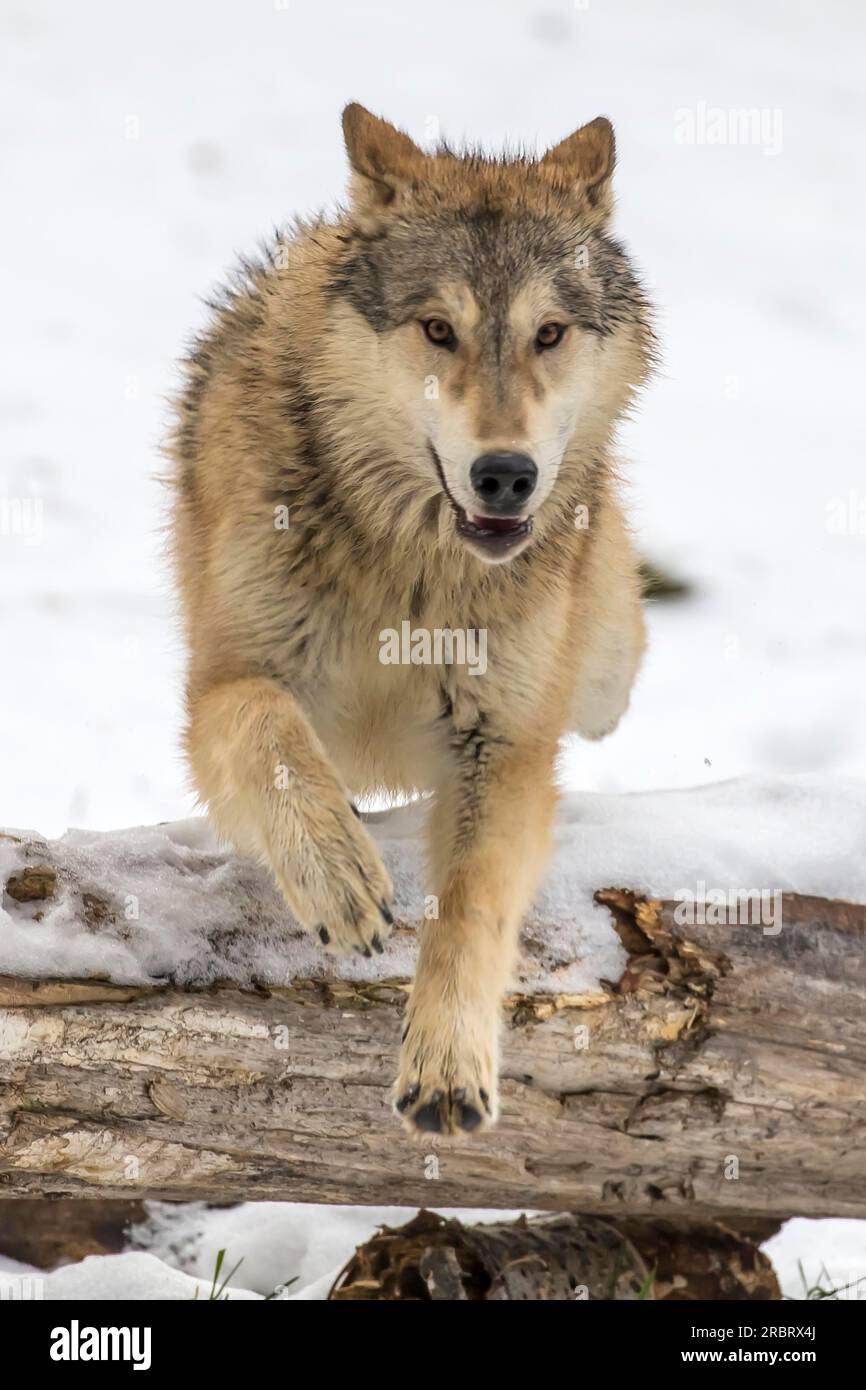 Tundra animals hi-res stock photography and images - Alamy