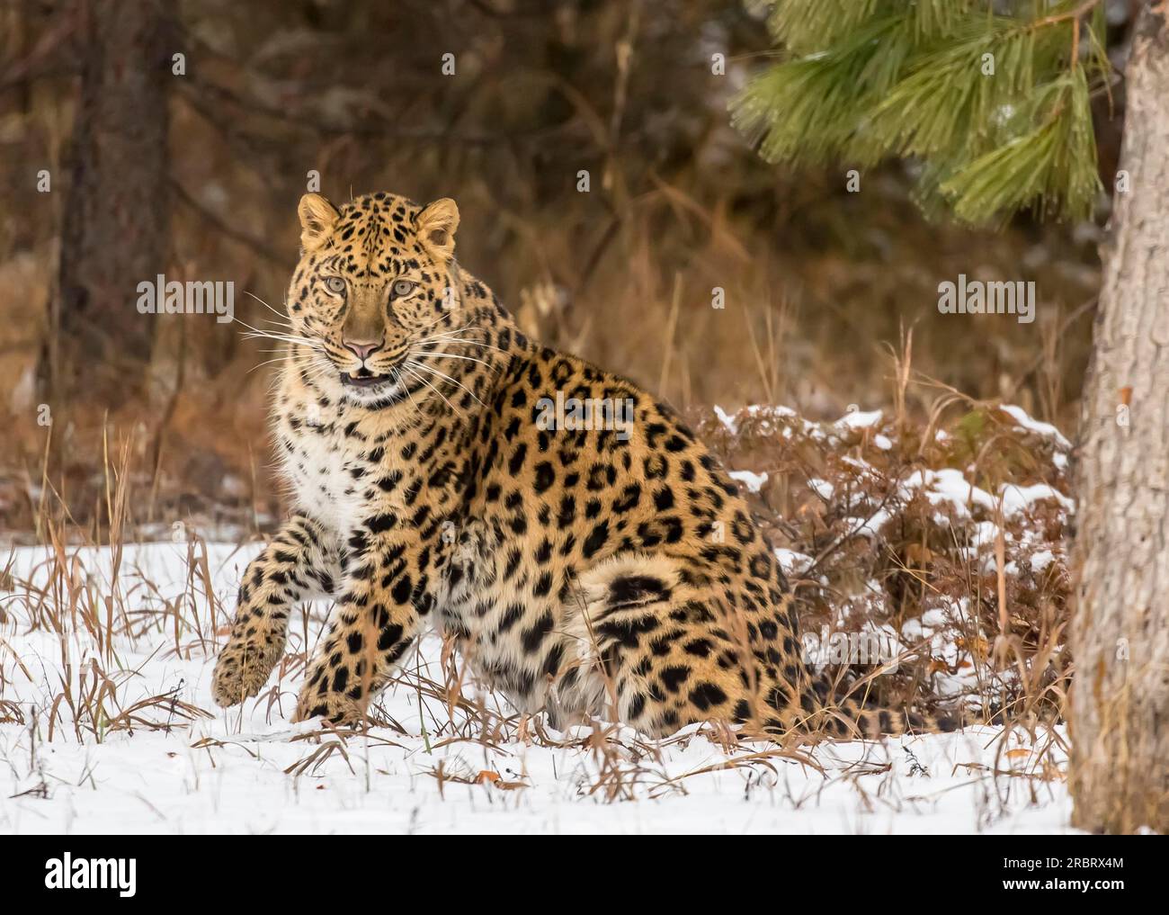 Leopard africa forest hi-res stock photography and images - Alamy