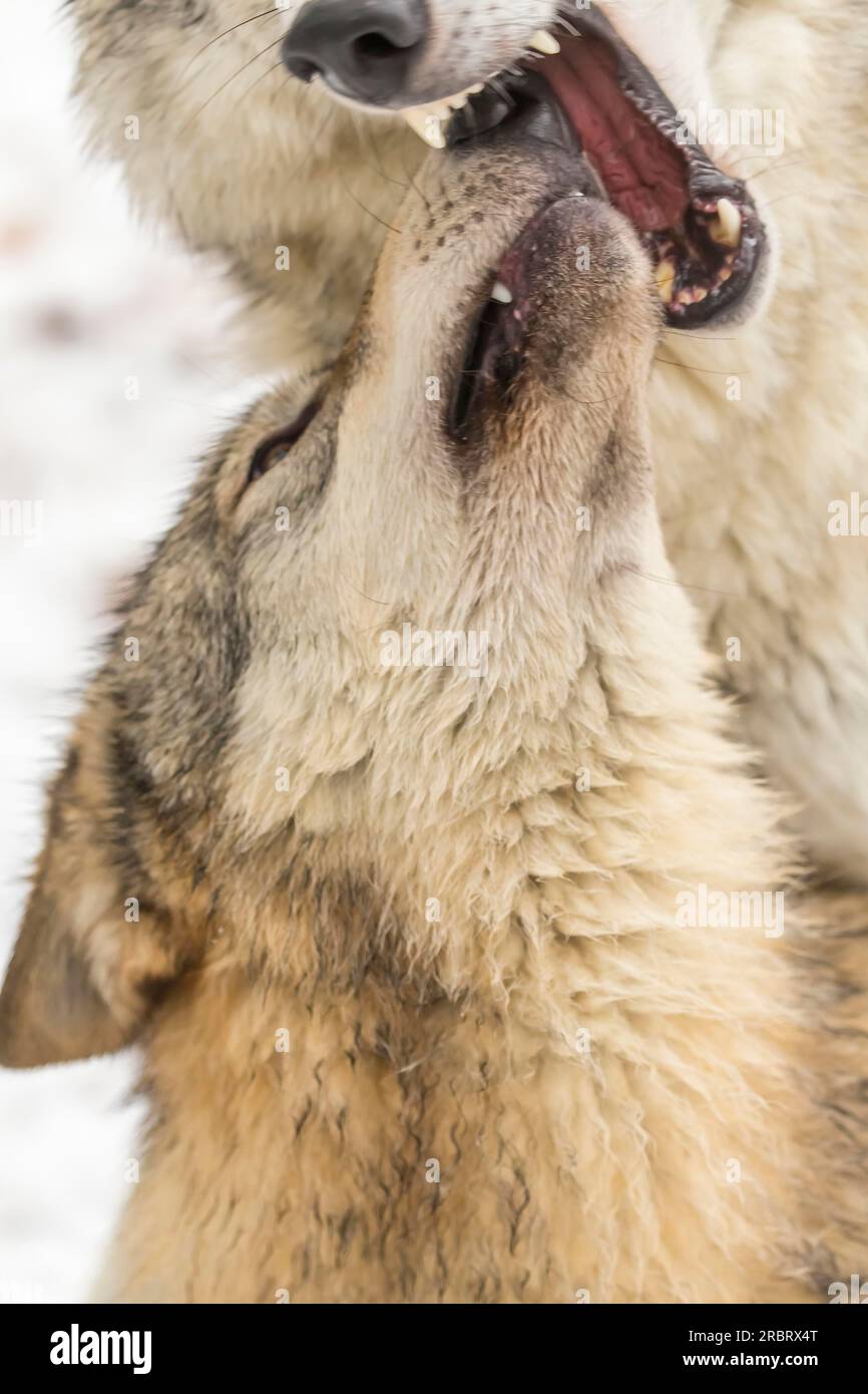 A pack of Tundra Wolves in a snowy Forest hunting for prey Stock Photo ...