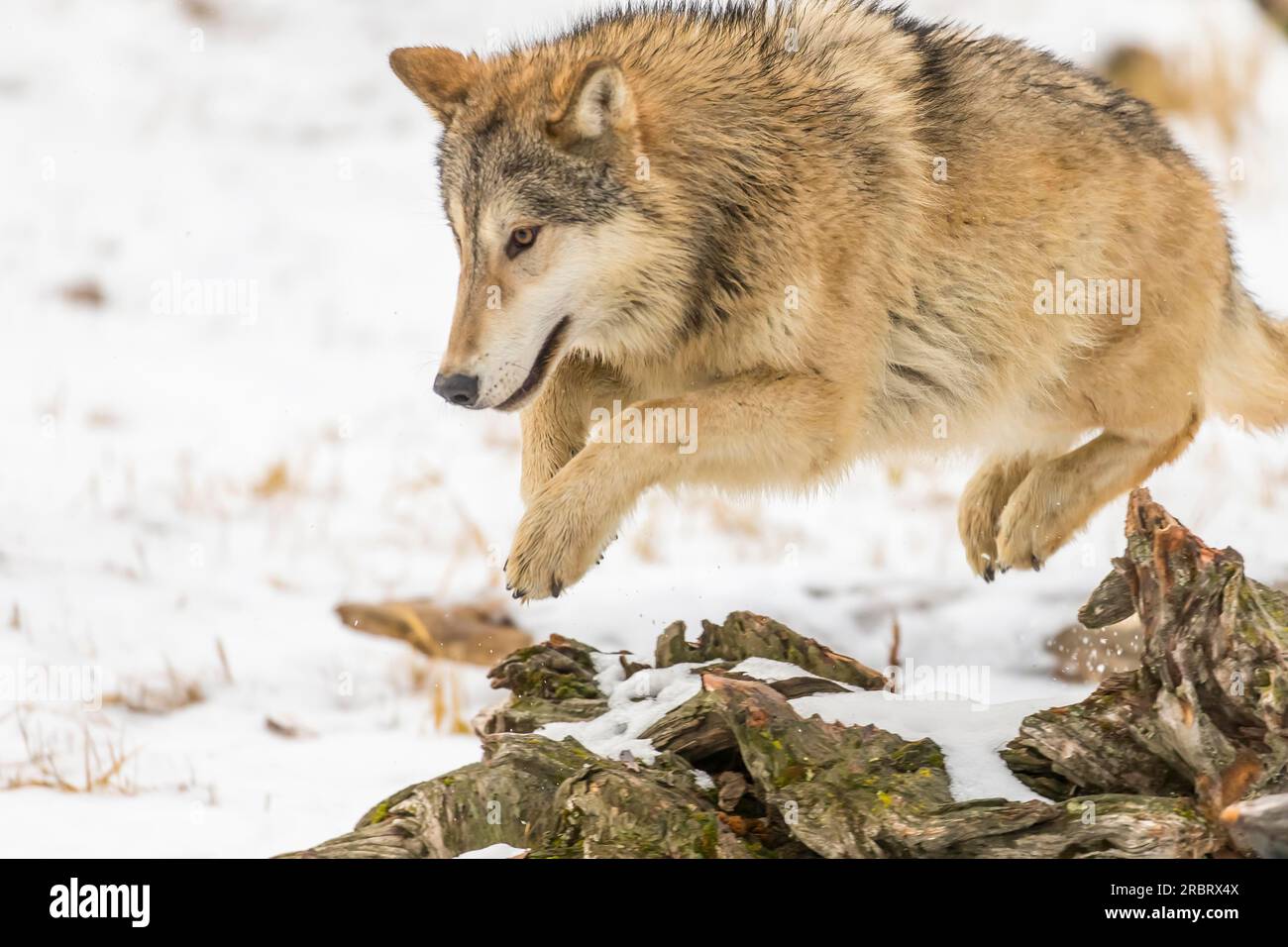Tundra animals hi-res stock photography and images - Alamy