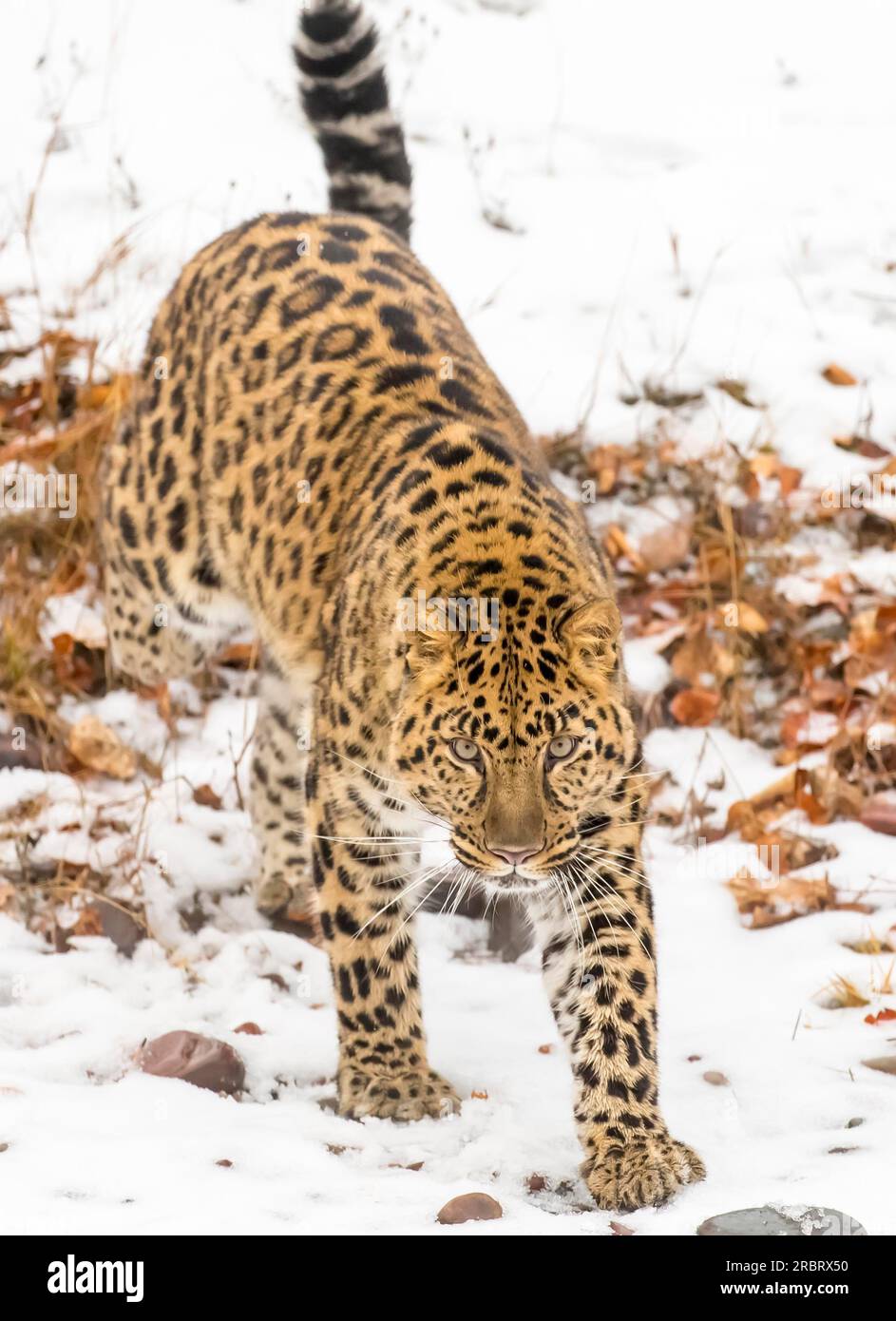 Amur Leopard in a snowy Forest hunting for prey Stock Photo - Alamy