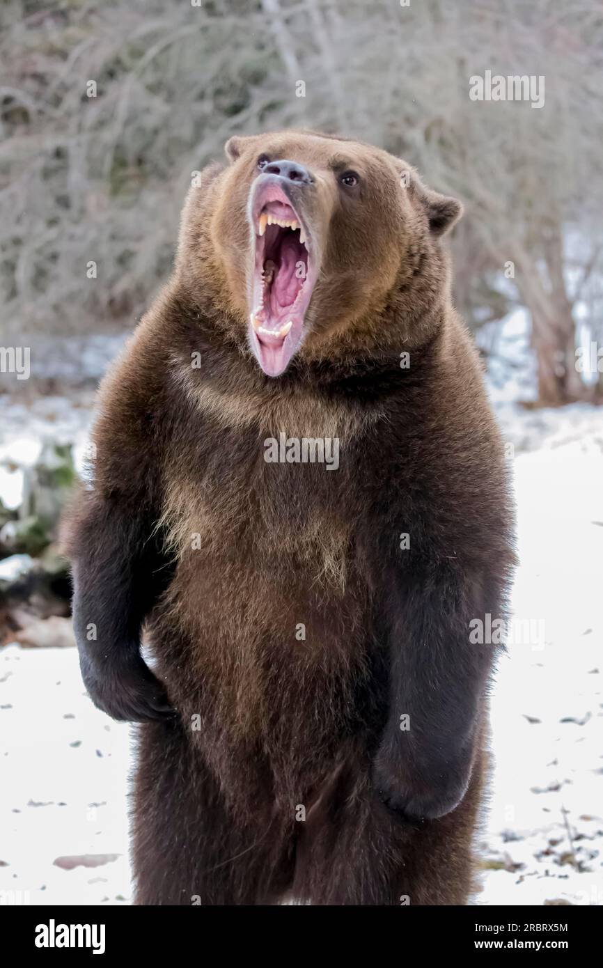 A Grizzly Bear enjoys the winter weather in Montana Stock Photo - Alamy