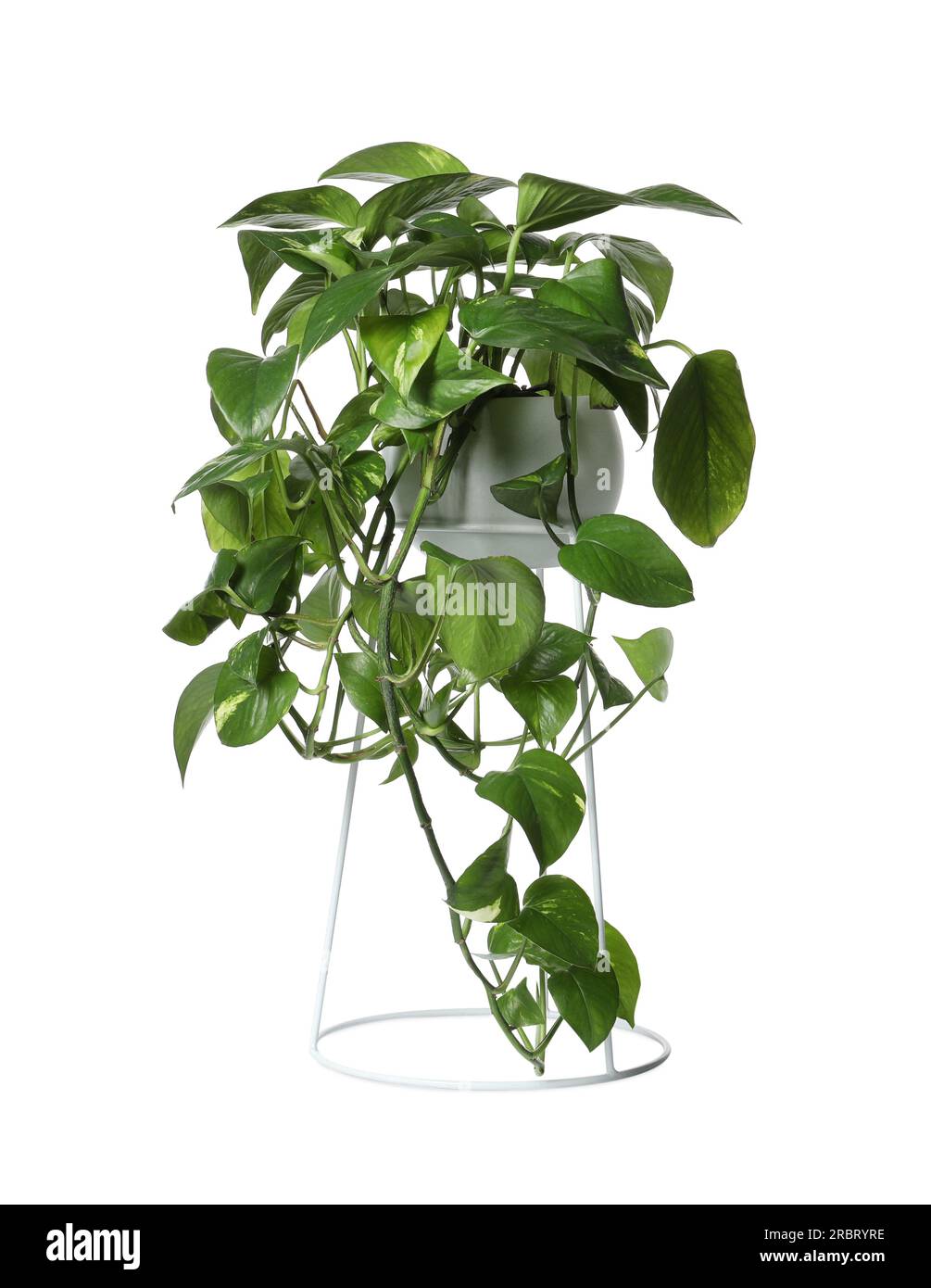 Beautiful Scindapsus plant in pot isolated on white. House decor Stock ...