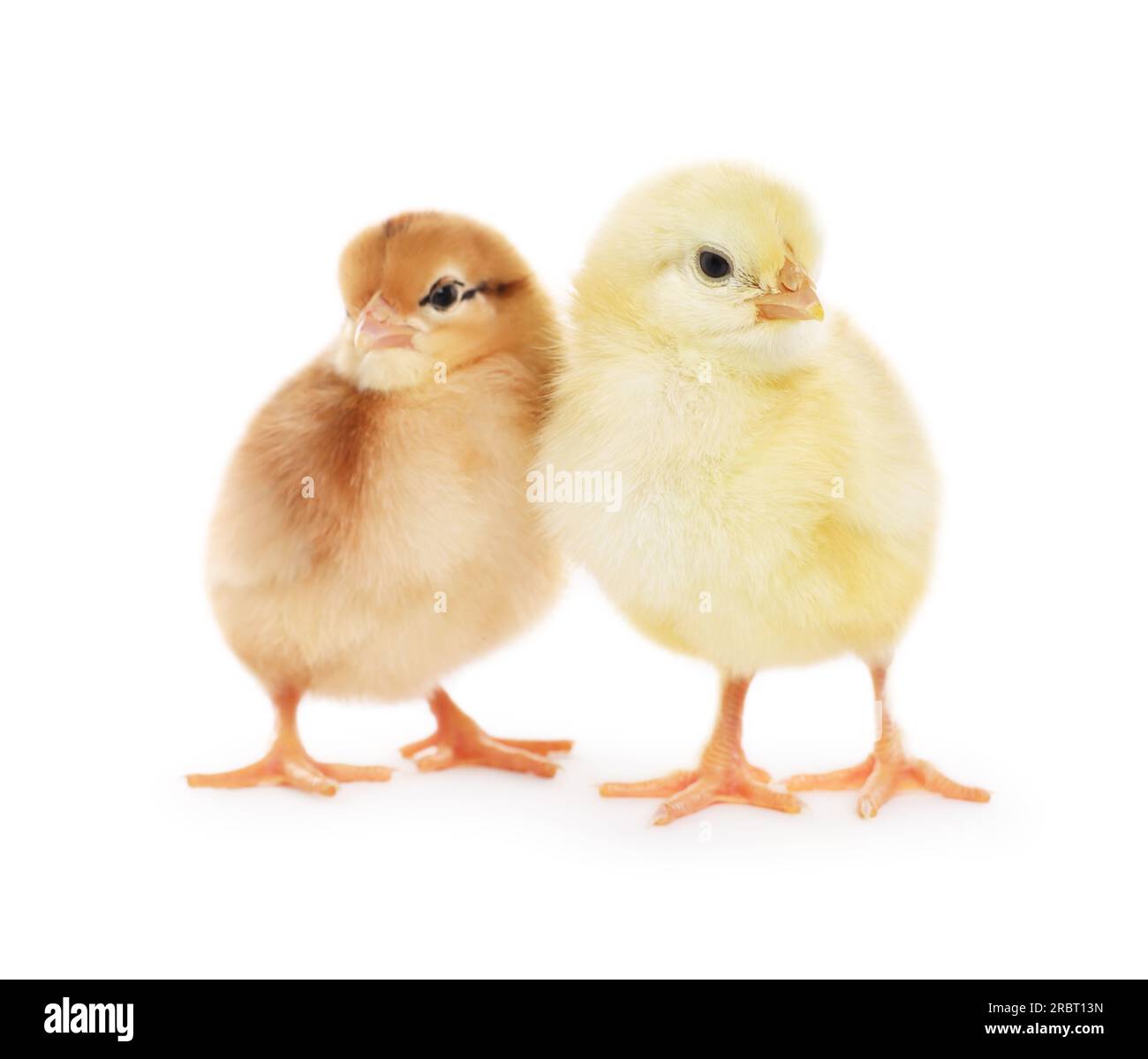 Two cute fluffy baby chickens on white background Stock Photo - Alamy