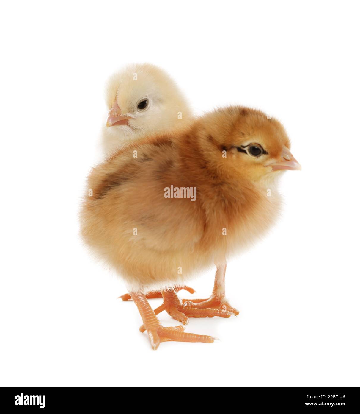 Two cute fluffy baby chickens on white background Stock Photo - Alamy