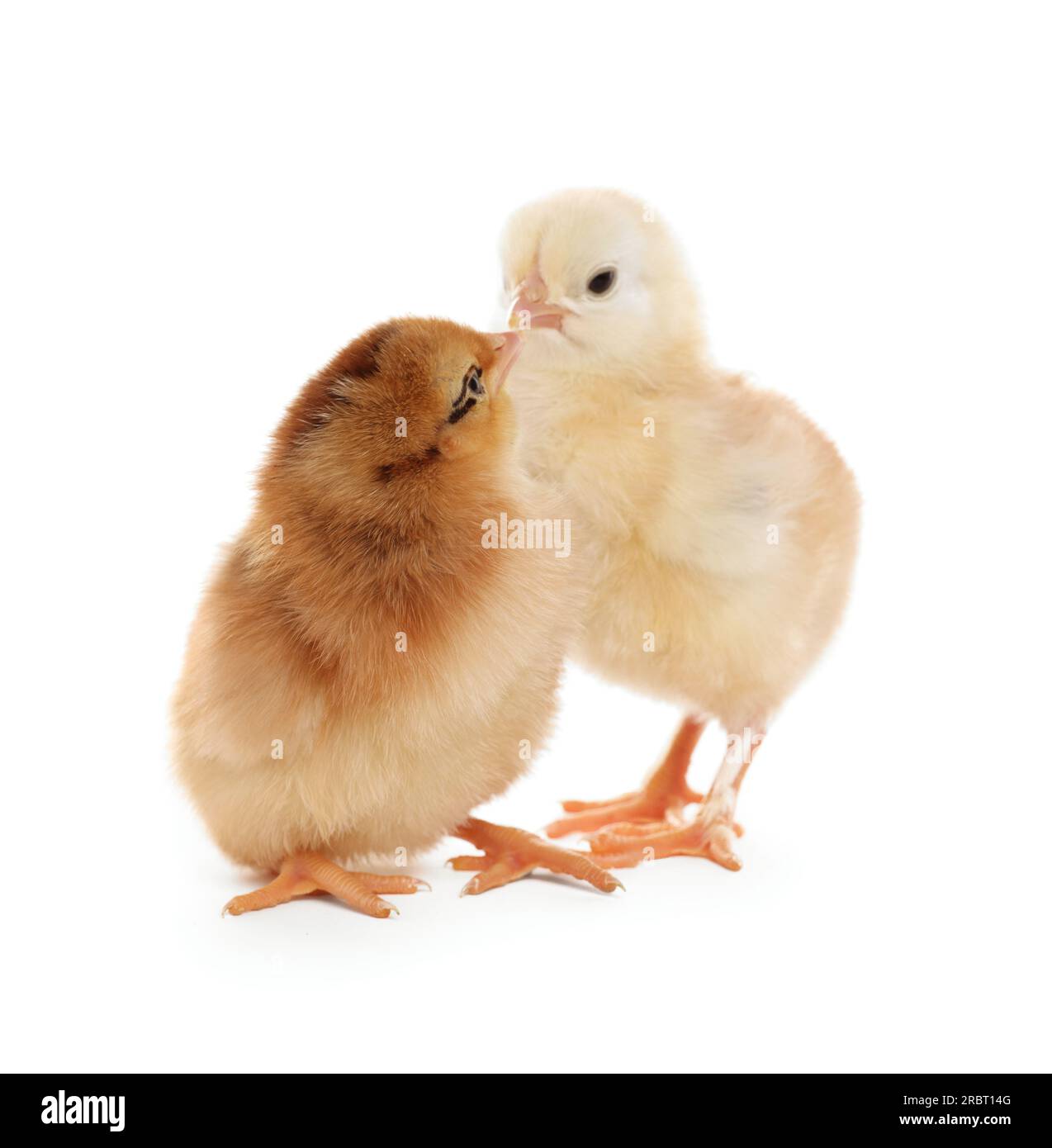 Two cute fluffy baby chickens on white background Stock Photo - Alamy