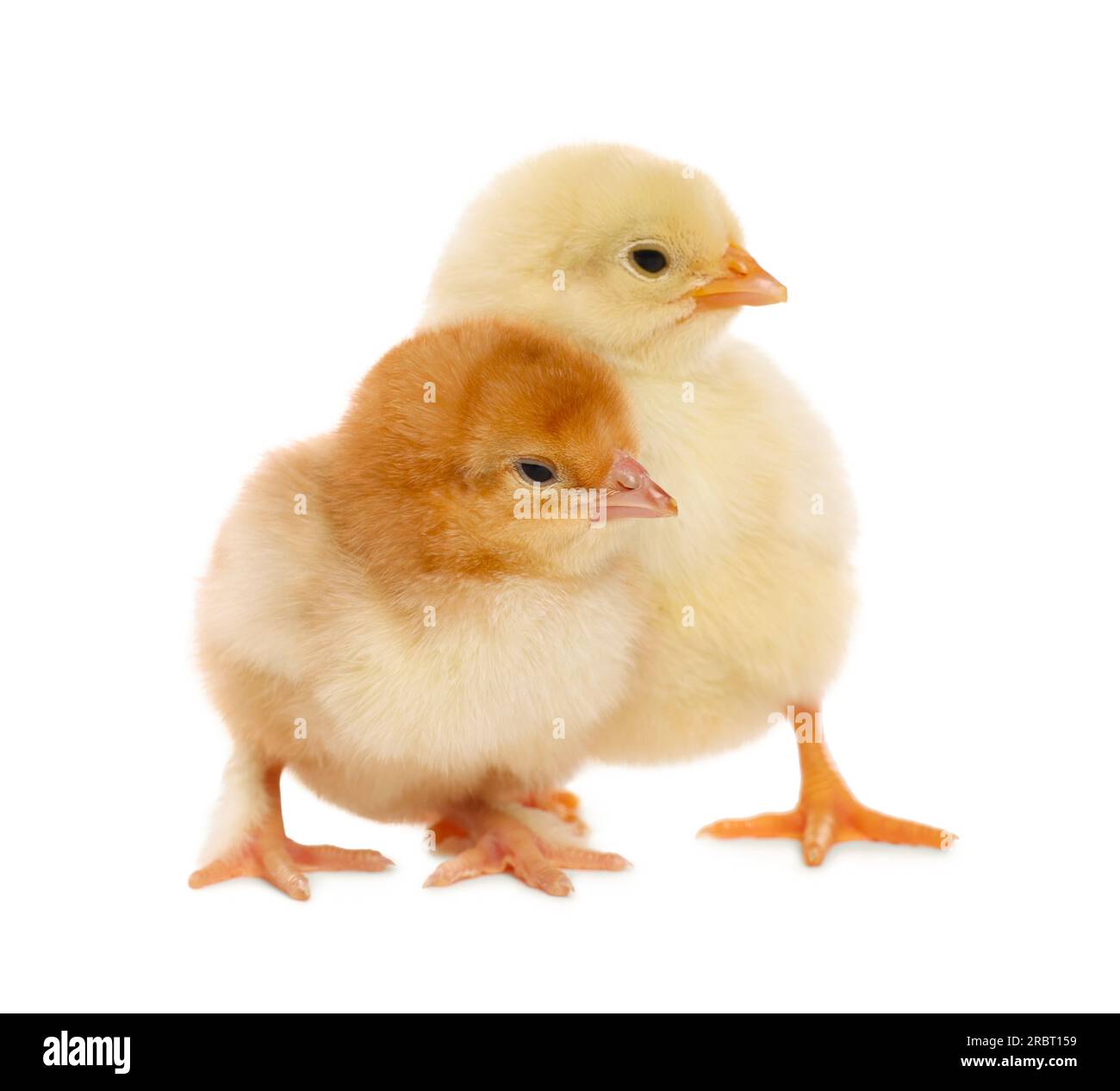 Two cute fluffy baby chickens on white background Stock Photo - Alamy