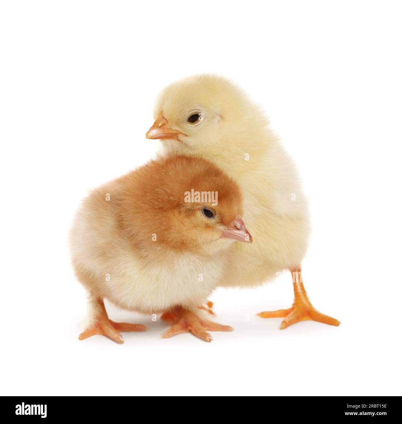 Two cute fluffy baby chickens on white background Stock Photo - Alamy