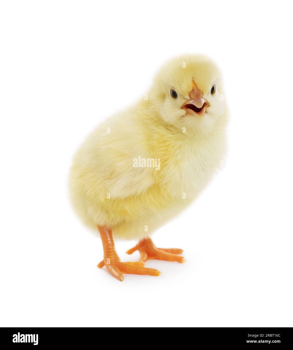 Cute fluffy baby chicken on white background Stock Photo - Alamy