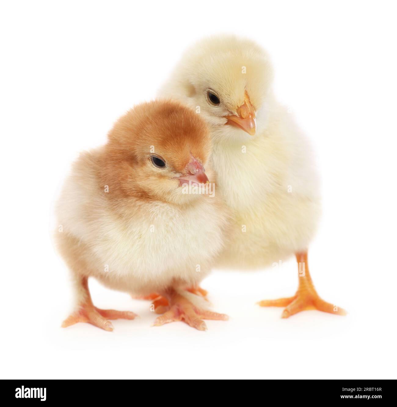 Two cute fluffy baby chickens on white background Stock Photo - Alamy