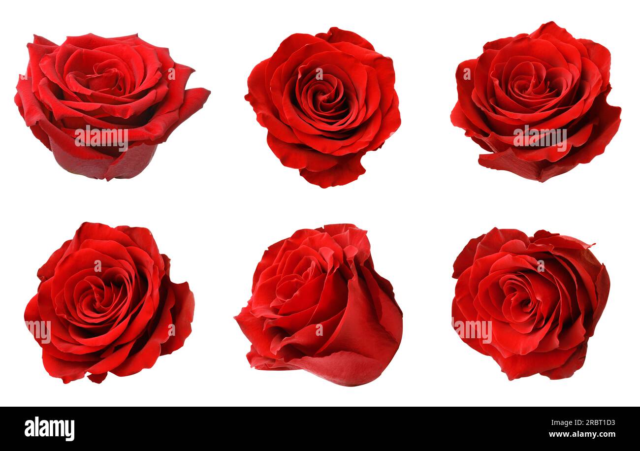 Set one rose flower Cut Out Stock Images & Pictures - Alamy