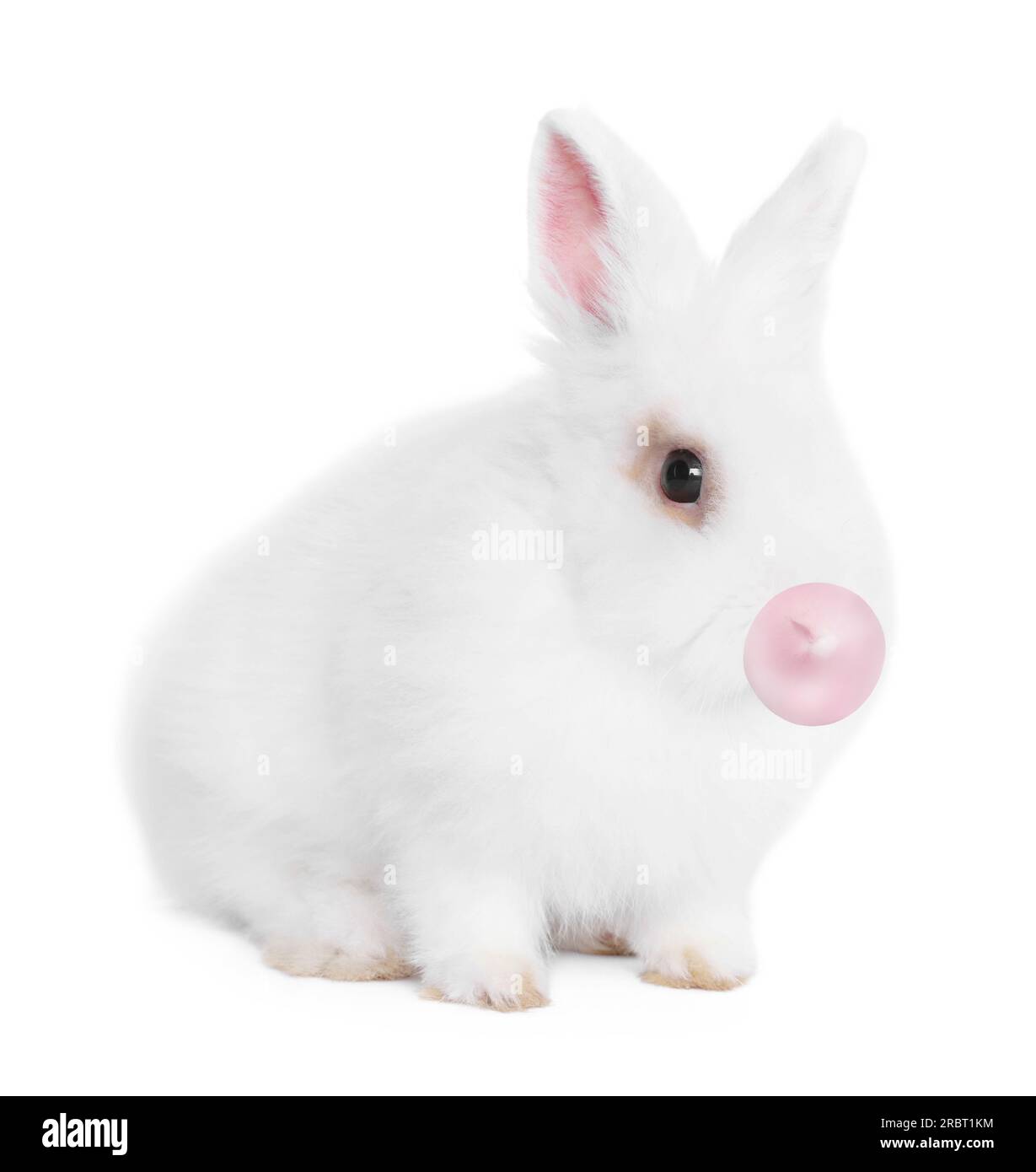 Fluffy rabbit with bubble of chewing gum on white background Stock ...