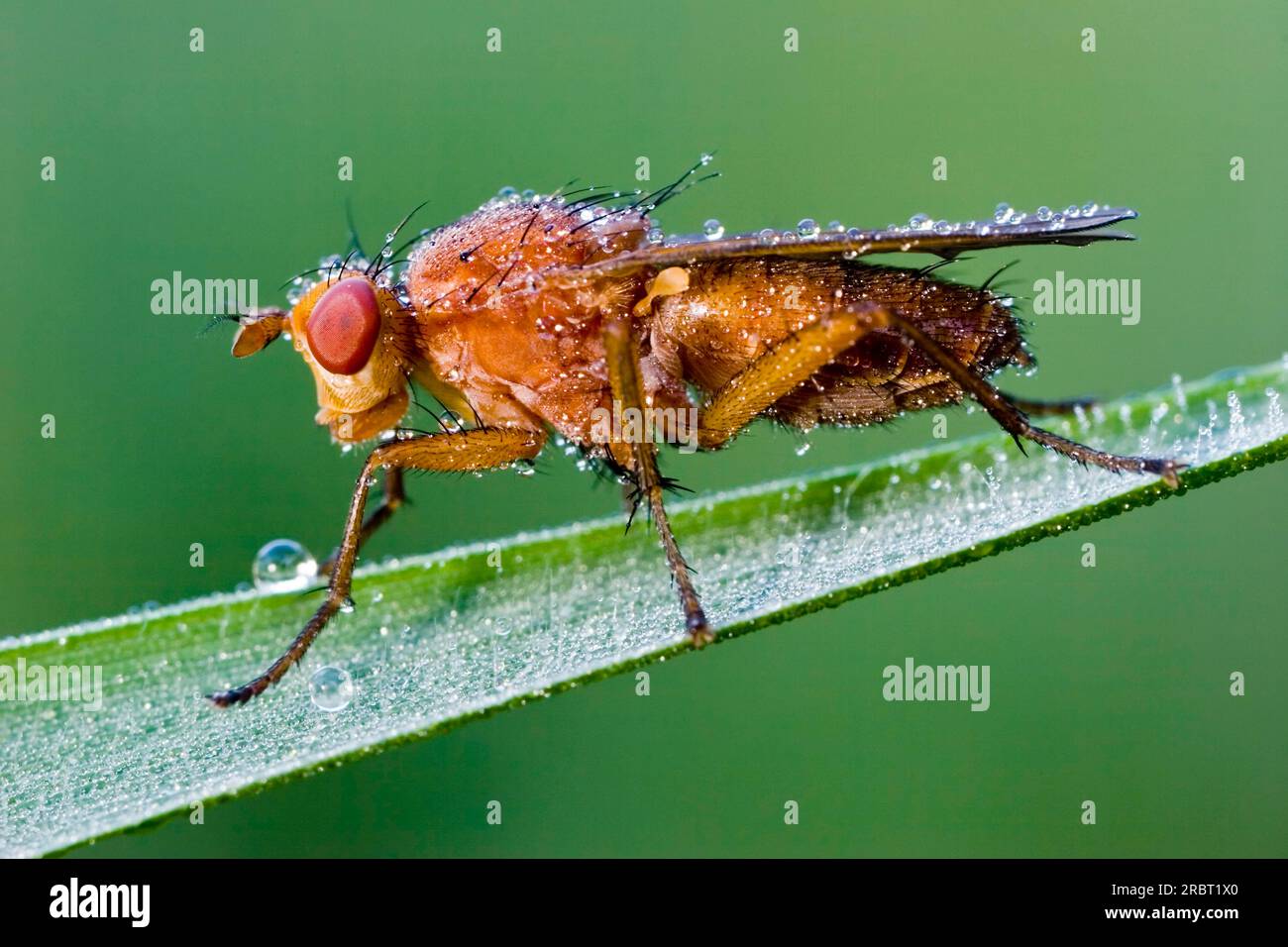 Horn fly, Schleswig-Holstein (Tetanocera), Germany Stock Photo - Alamy