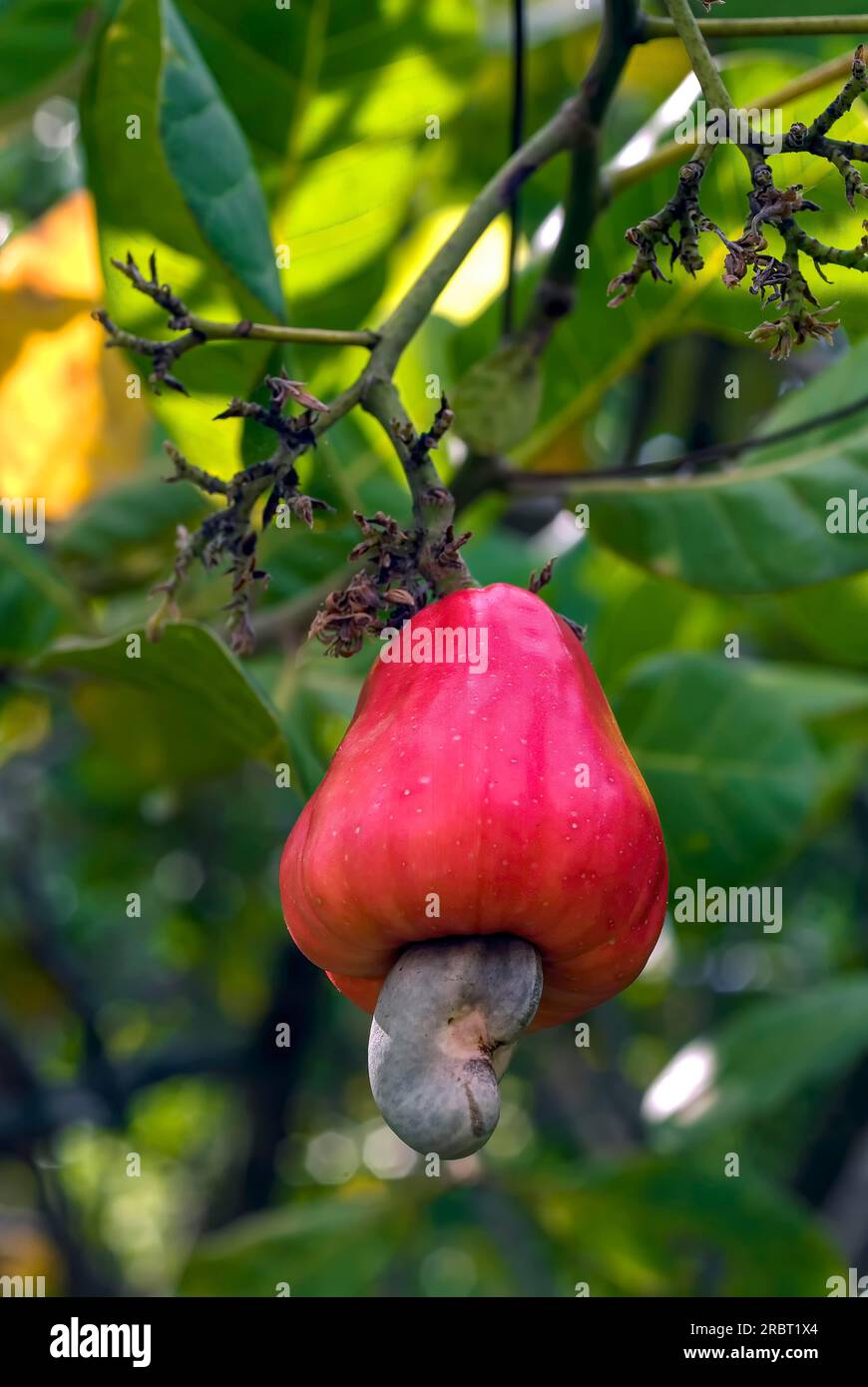 Cashew nut tree hi-res stock photography and images - Alamy