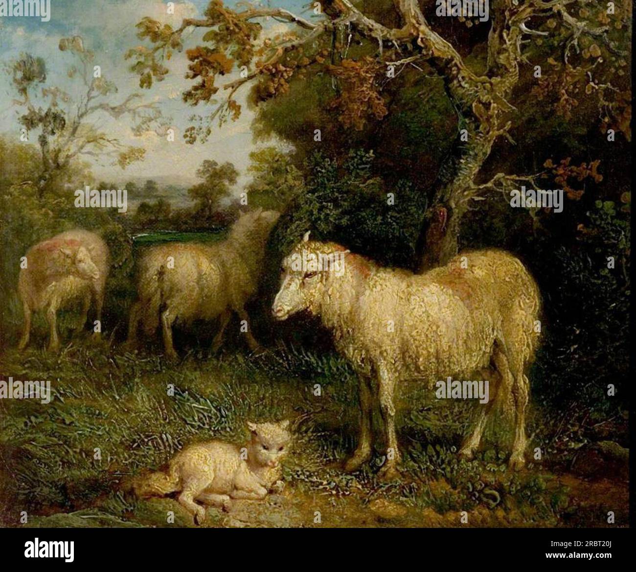 Sheep ward hi-res stock photography and images - Alamy