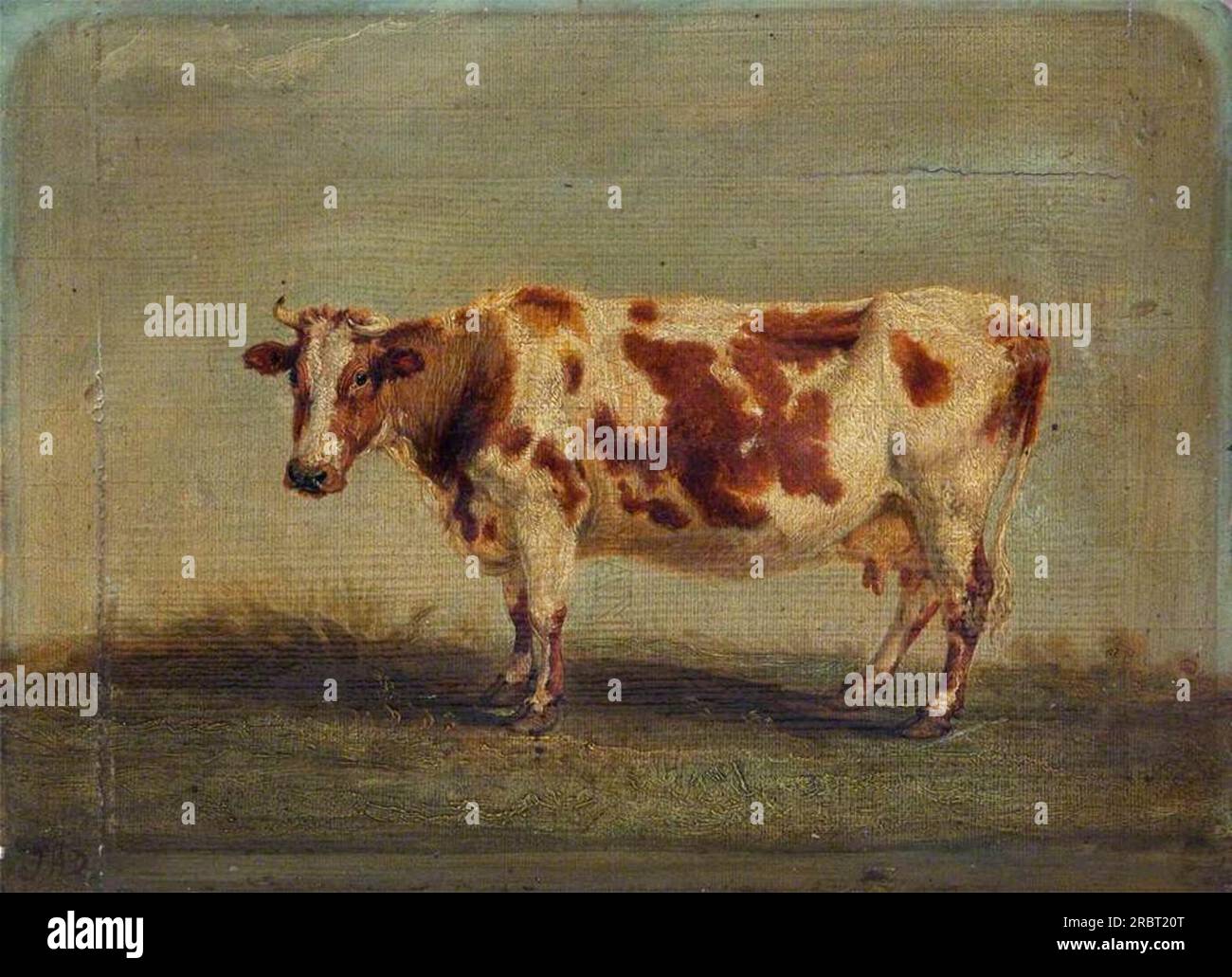 Roan cow hi-res stock photography and images - Alamy