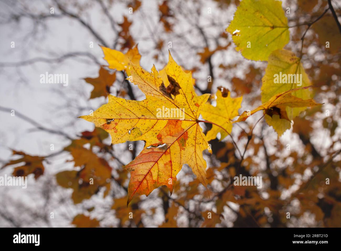 Platan leaf to maple leaf hi-res stock photography and images - Alamy