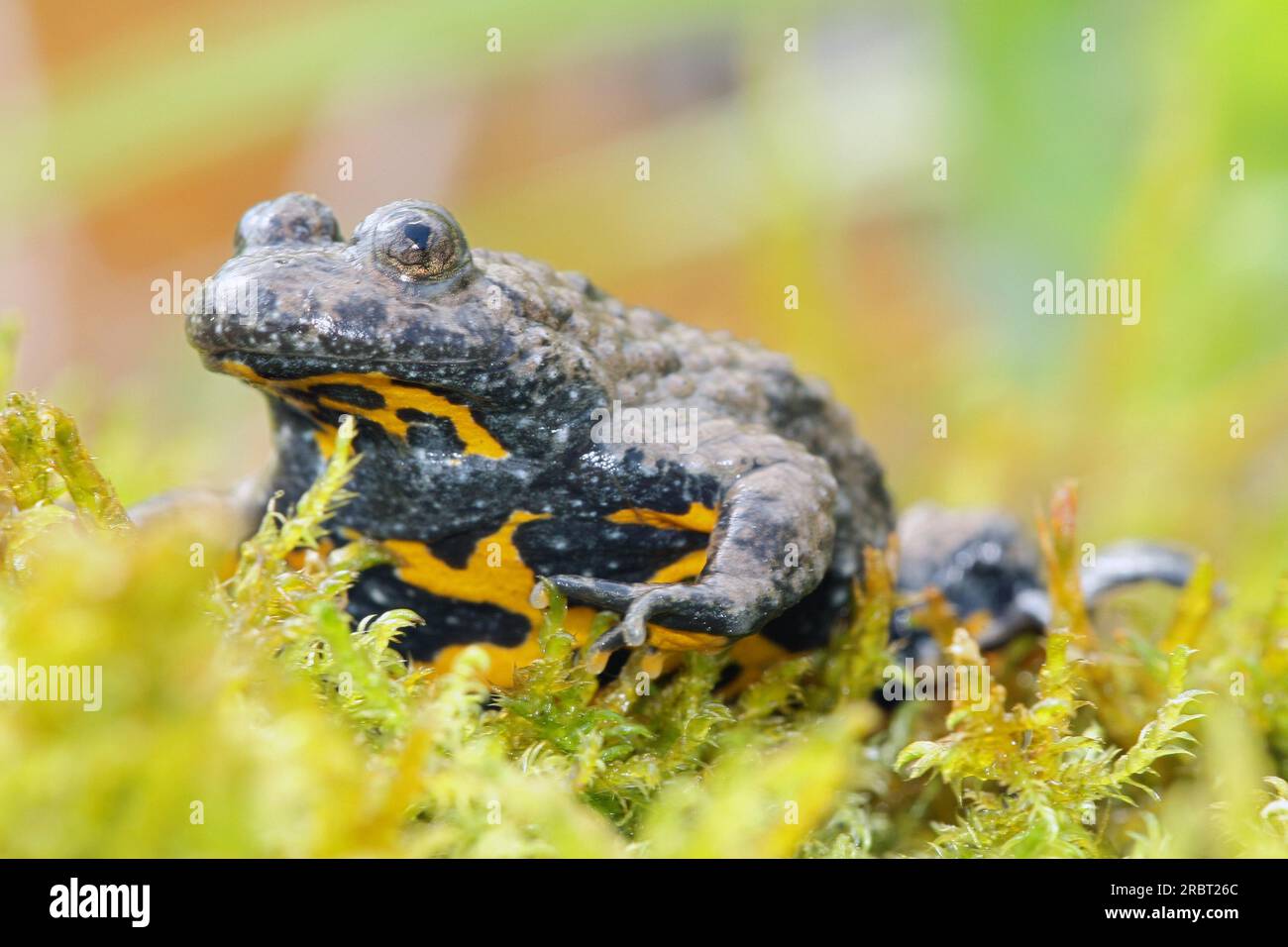Fire bellied toad species hi-res stock photography and images - Alamy