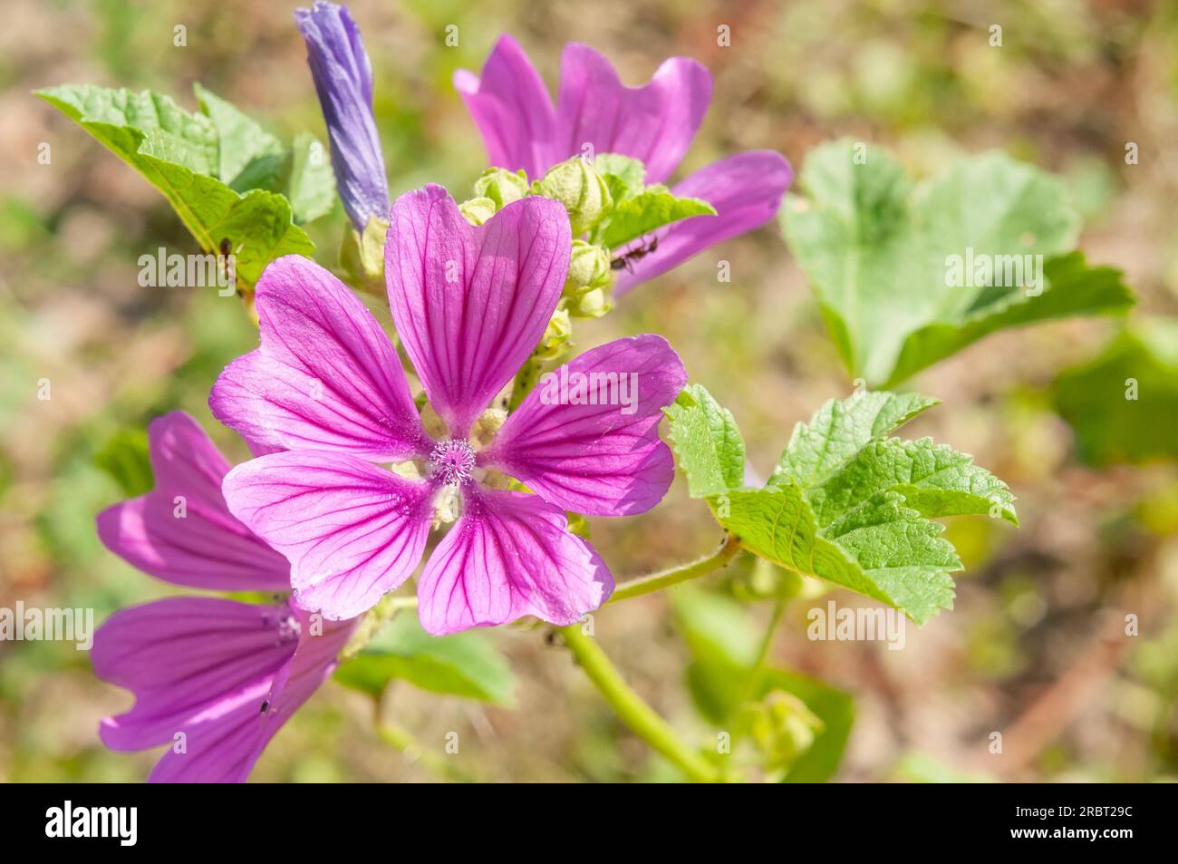 Malvaceae flower hi-res stock photography and images - Alamy