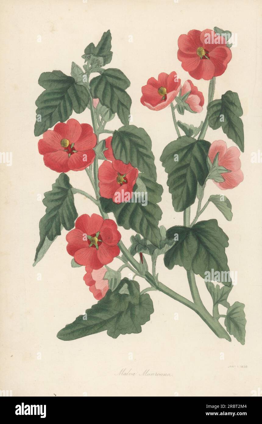 Malva munroana hi-res stock photography and images - Alamy