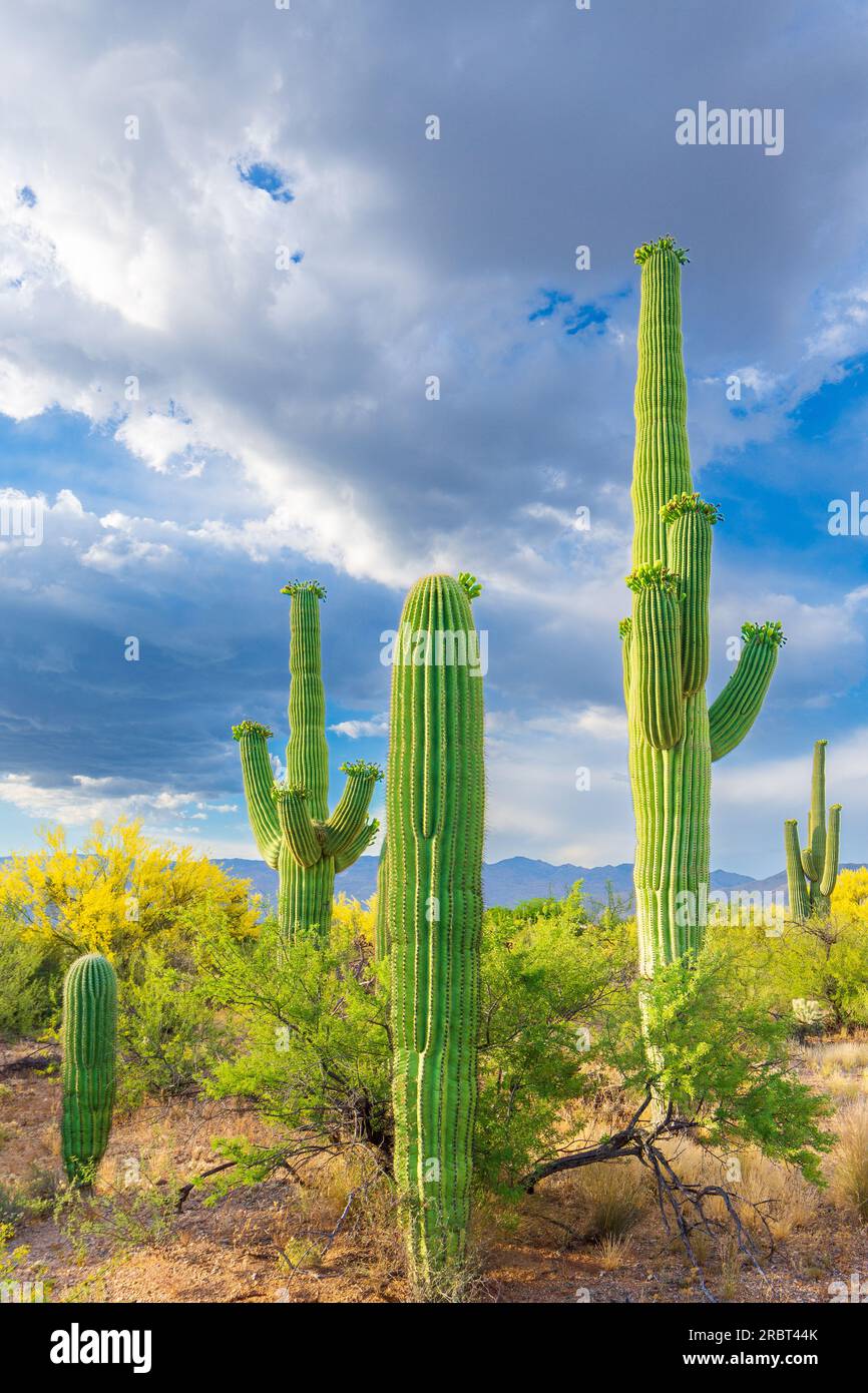 Arizona Cactus (1 Stock Photo - Alamy