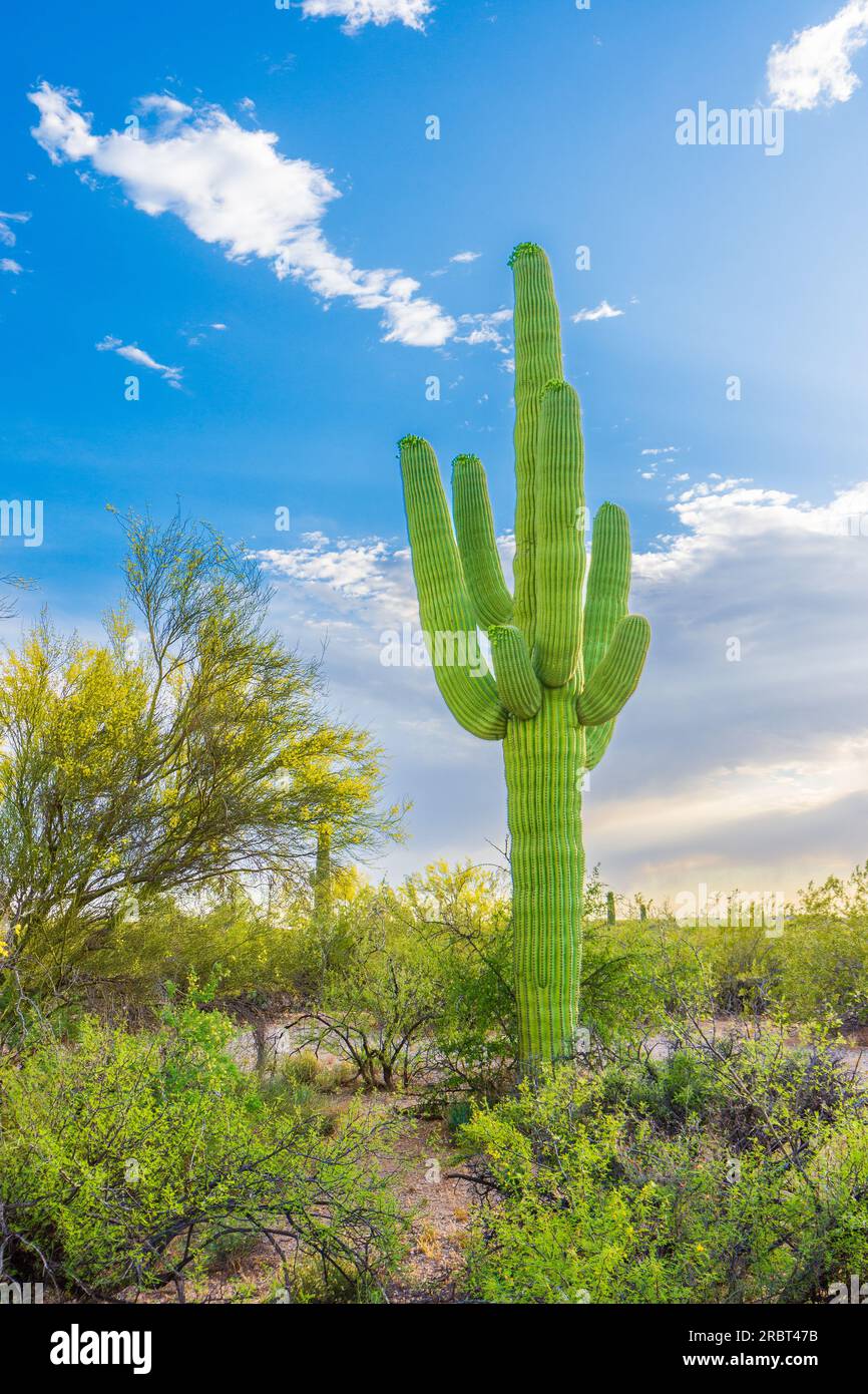 Cactus Scene (1 Stock Photo - Alamy