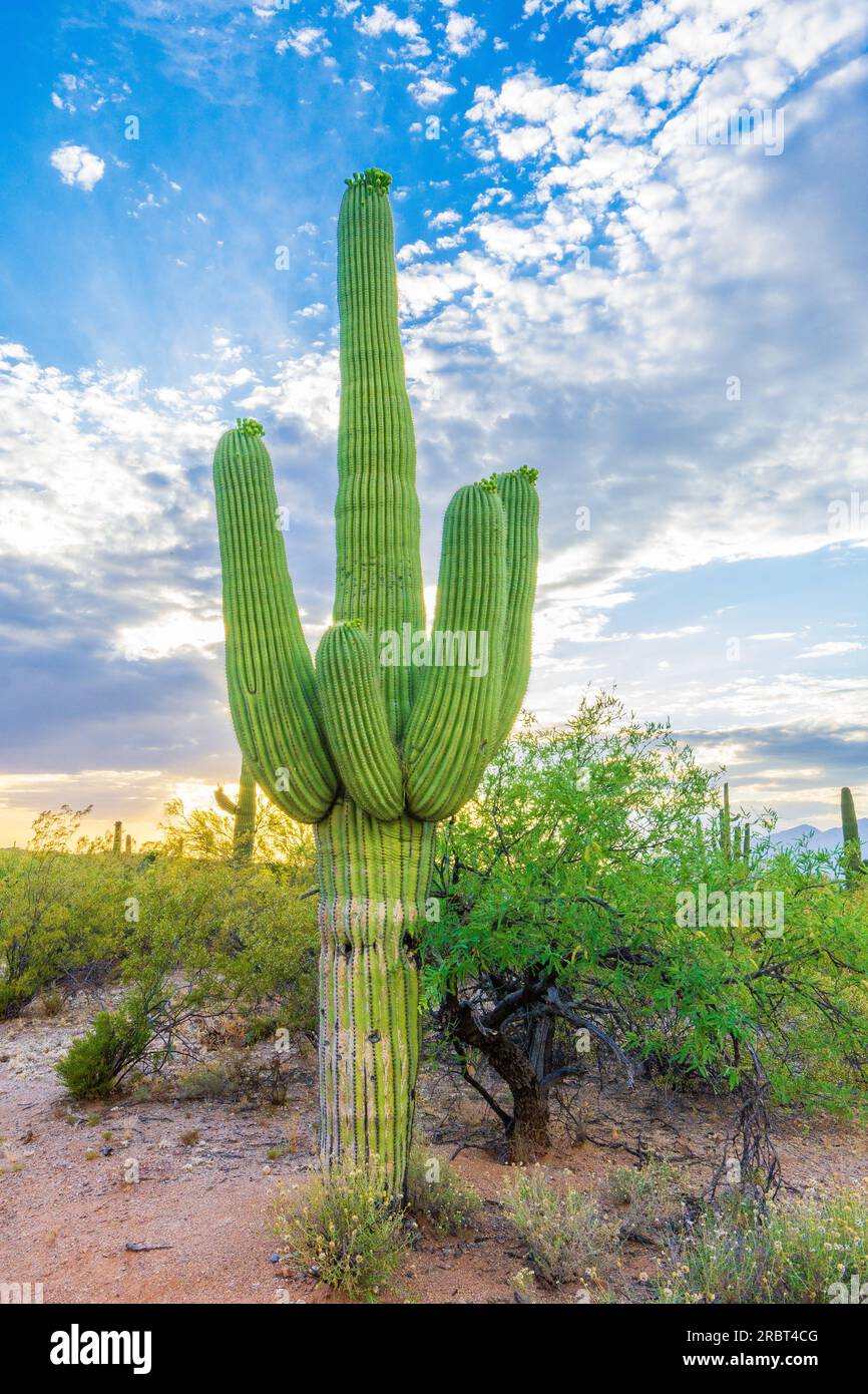 Cactus scene hi-res stock photography and images - Alamy