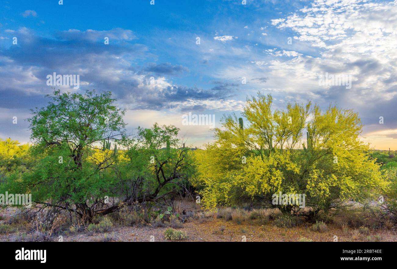 Spring in the Desert of Arizona(14 Stock Photo - Alamy
