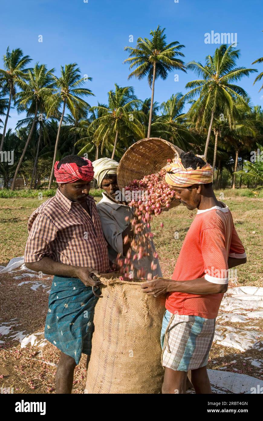 Farmers loading harvested onions (Allium parvum) in a sack and ...