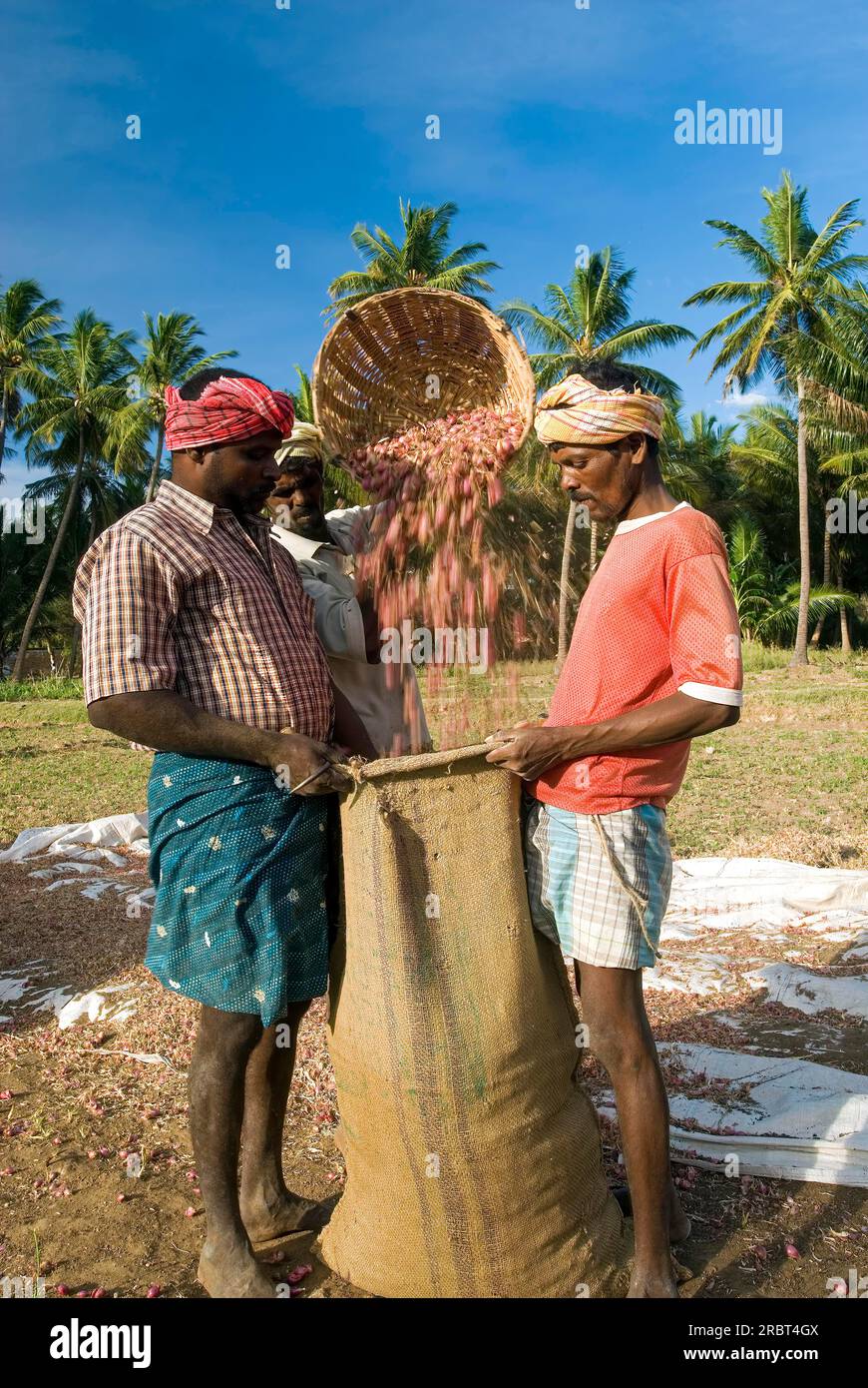 Farmers loading harvested onions (Allium parvum) in a sack and ...