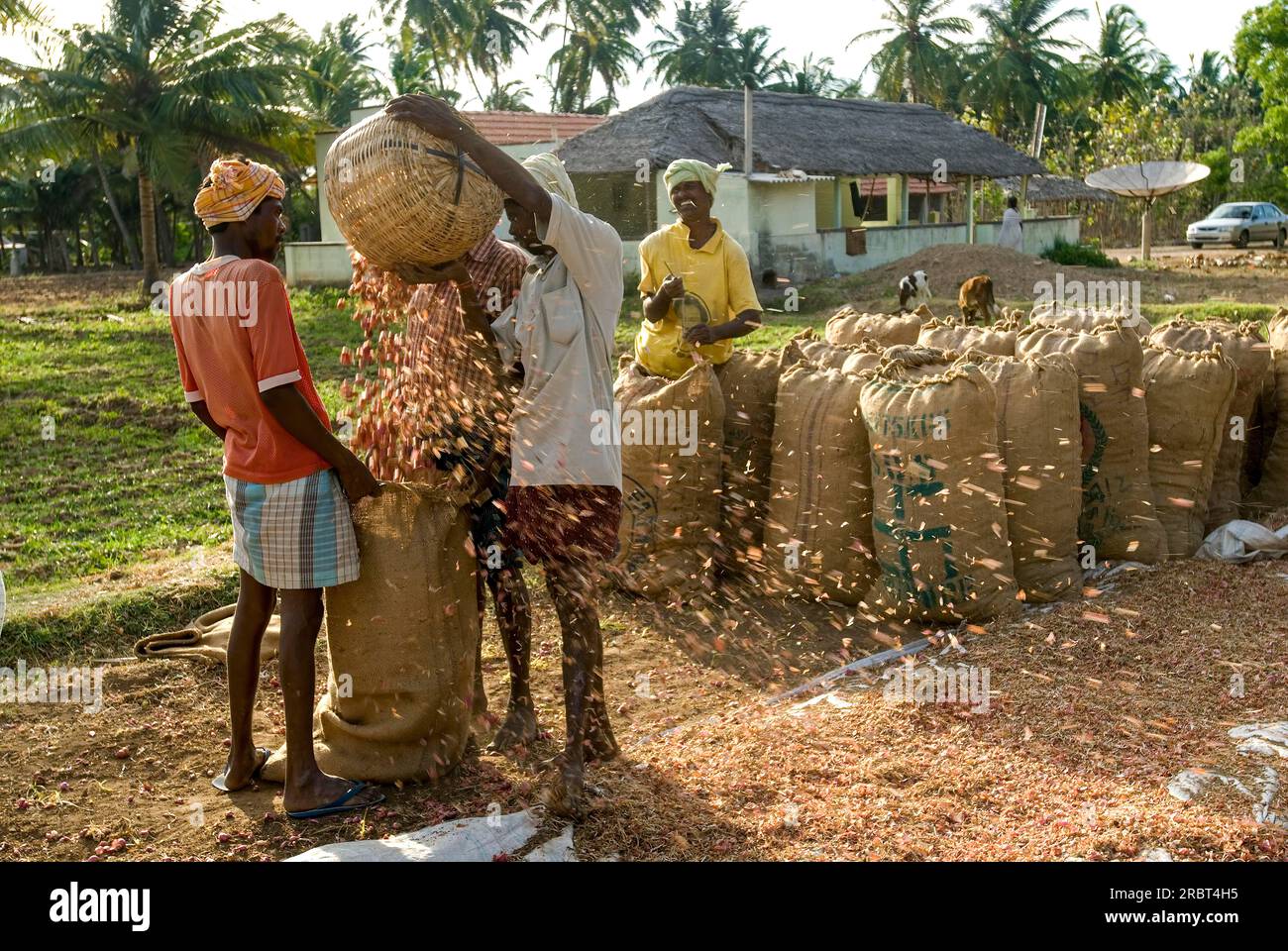 Farmers loading harvested onions (Allium parvum) in a sack and ...
