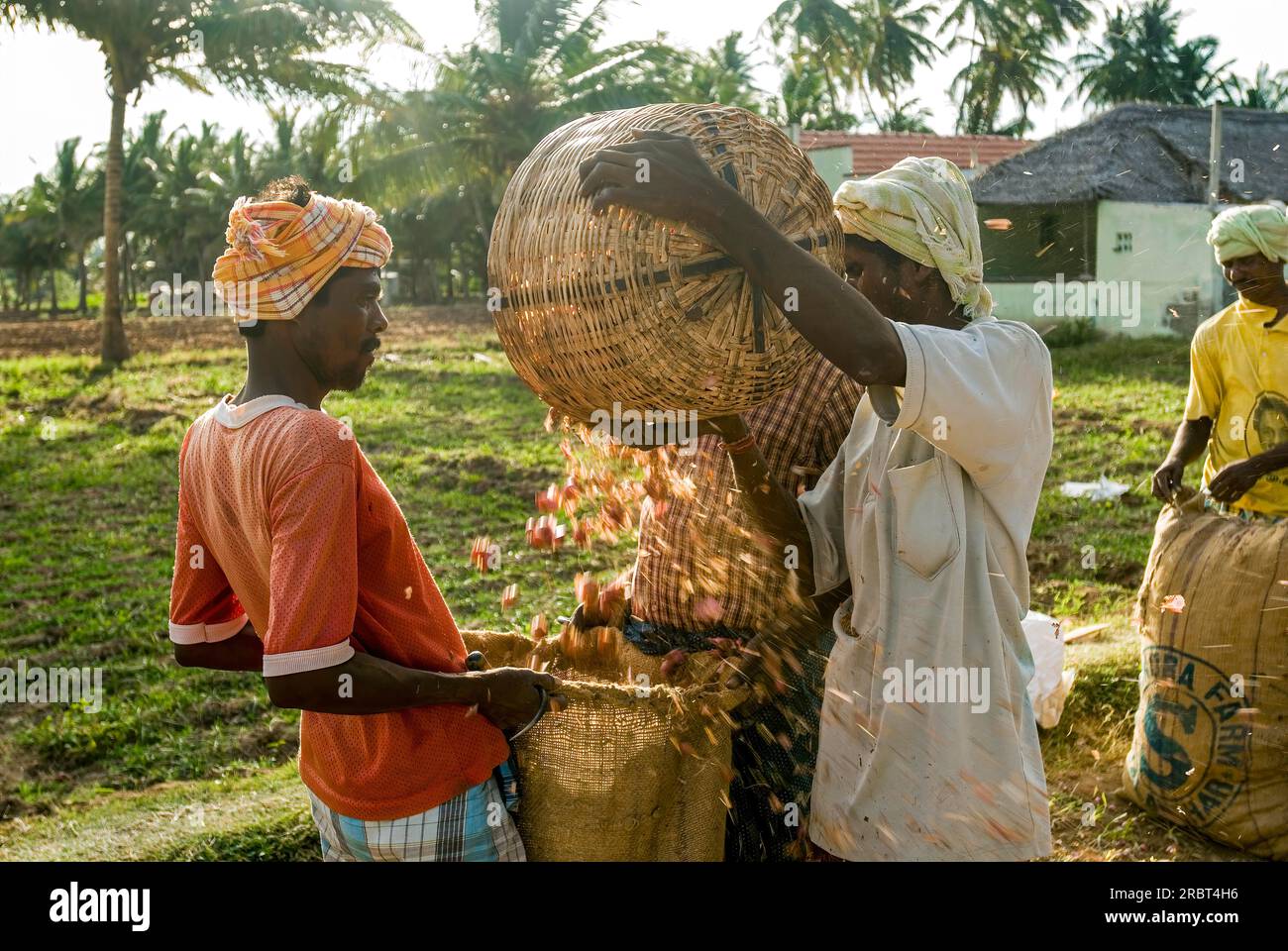 Farmers loading harvested onions (Allium parvum) in a sack and ...