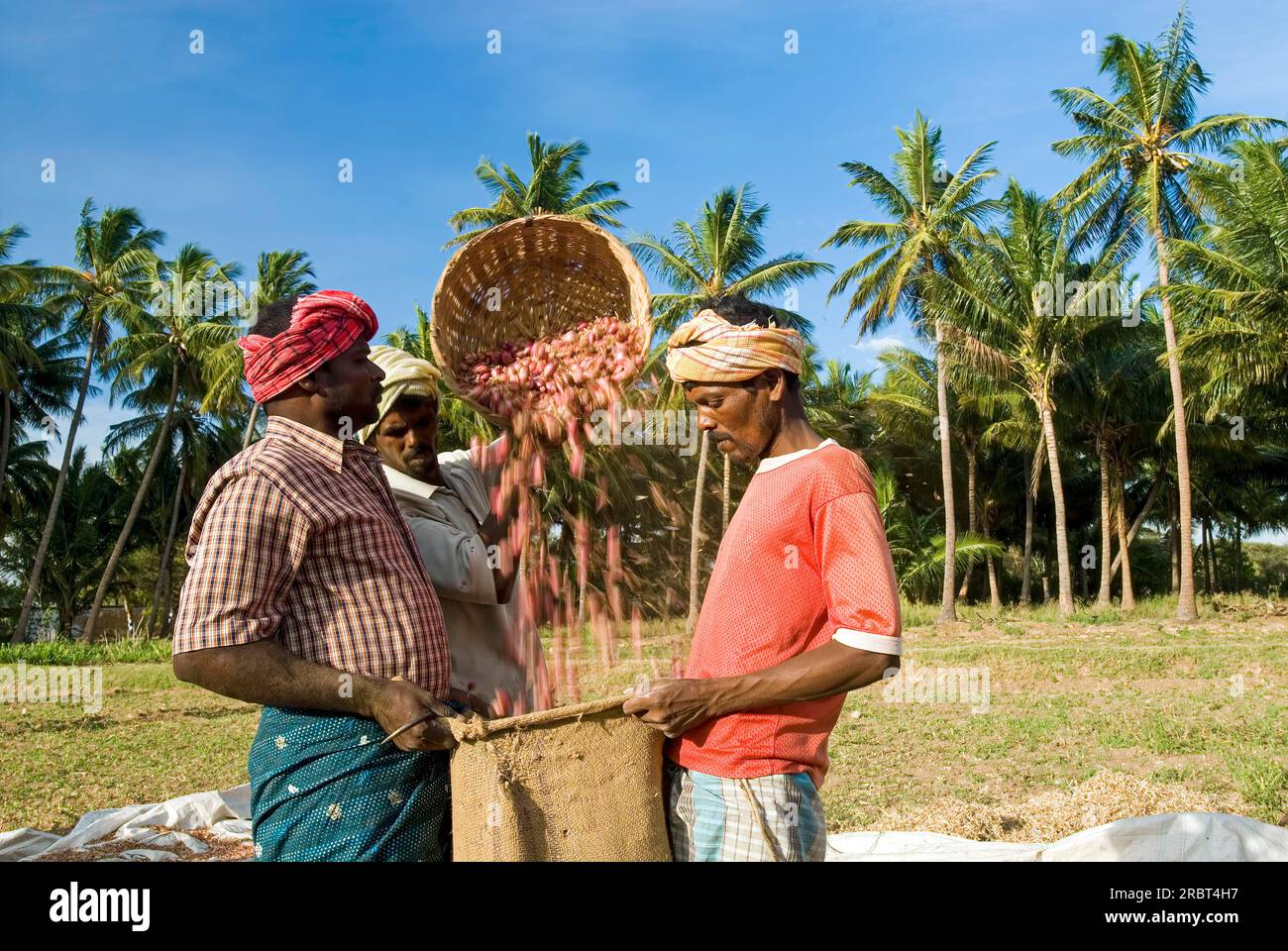 Farmers loading harvested onions (Allium parvum) in a sack and ...