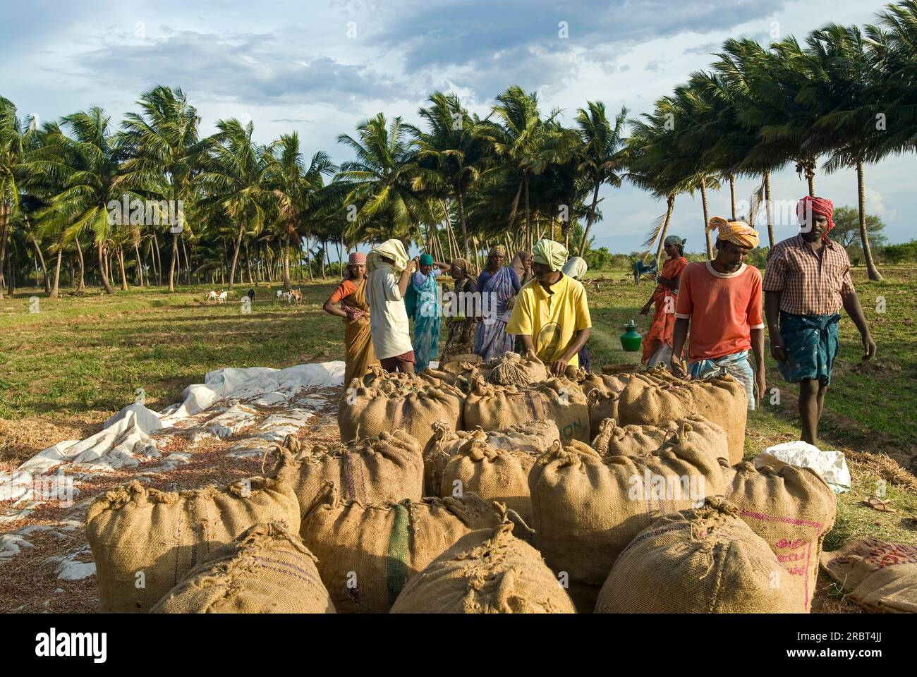 Farmers packing harvested onions (Allium parvum) in a sack, Palladam ...