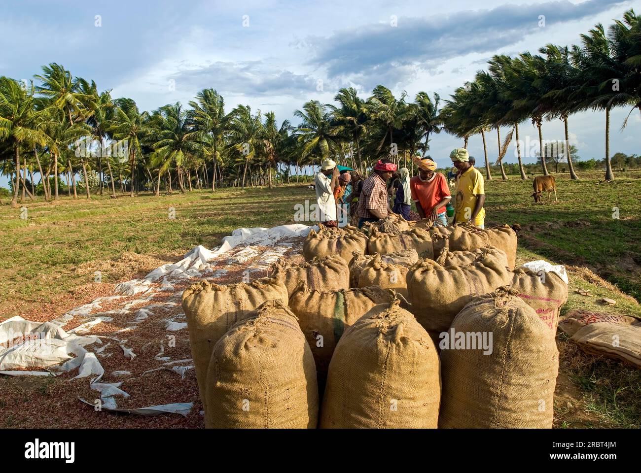 Farmers packing harvested onions (Allium parvum) in a sack, Palladam ...