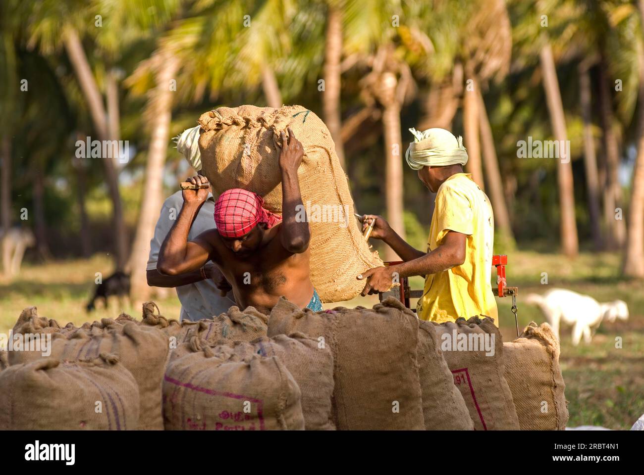 A man loading harvested onions on a sack in Palladam, Tamil Nadu, South ...