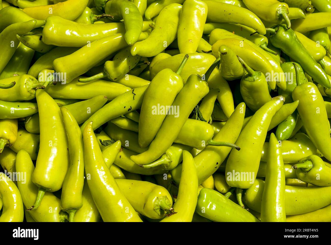 Pepper capsicum long sweet yellow (Biber carliston) at Kodaikanal in ...