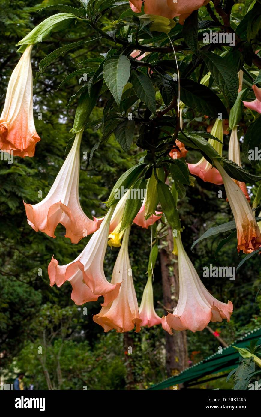 Angel Trumpet queen of the night (Datura arborea) in Bryant Park at ...