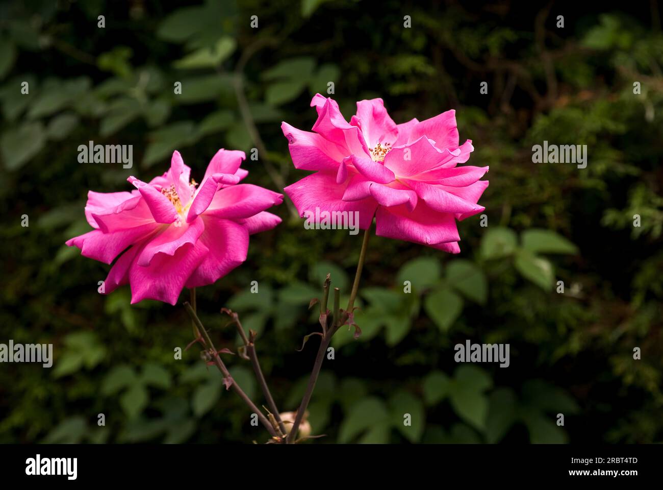 Rose flowers in Bryant Park at Kodaikanal Tamil Nadu, South India ...
