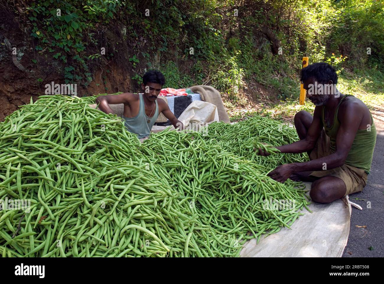 A pile of raw vegetable green beans grading at Kodaikanal, Tamil Nadu ...