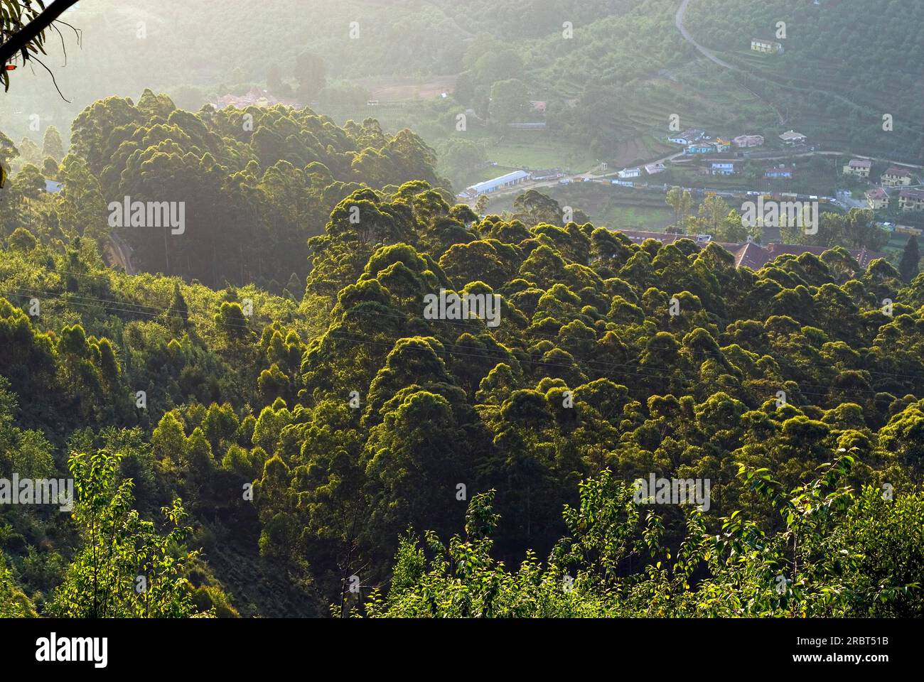 Birds eye view of Palani Hills at Kodaikanal, Tamil Nadu, South India, India, Asia. Trees Stock ...