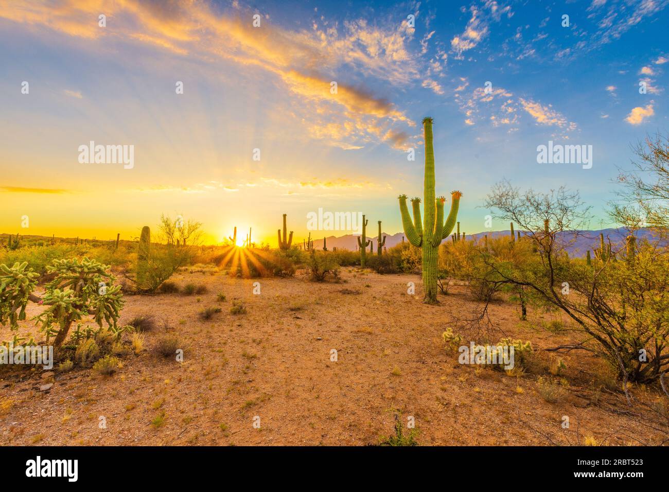 Cactus Sunset Scene(8 Stock Photo - Alamy