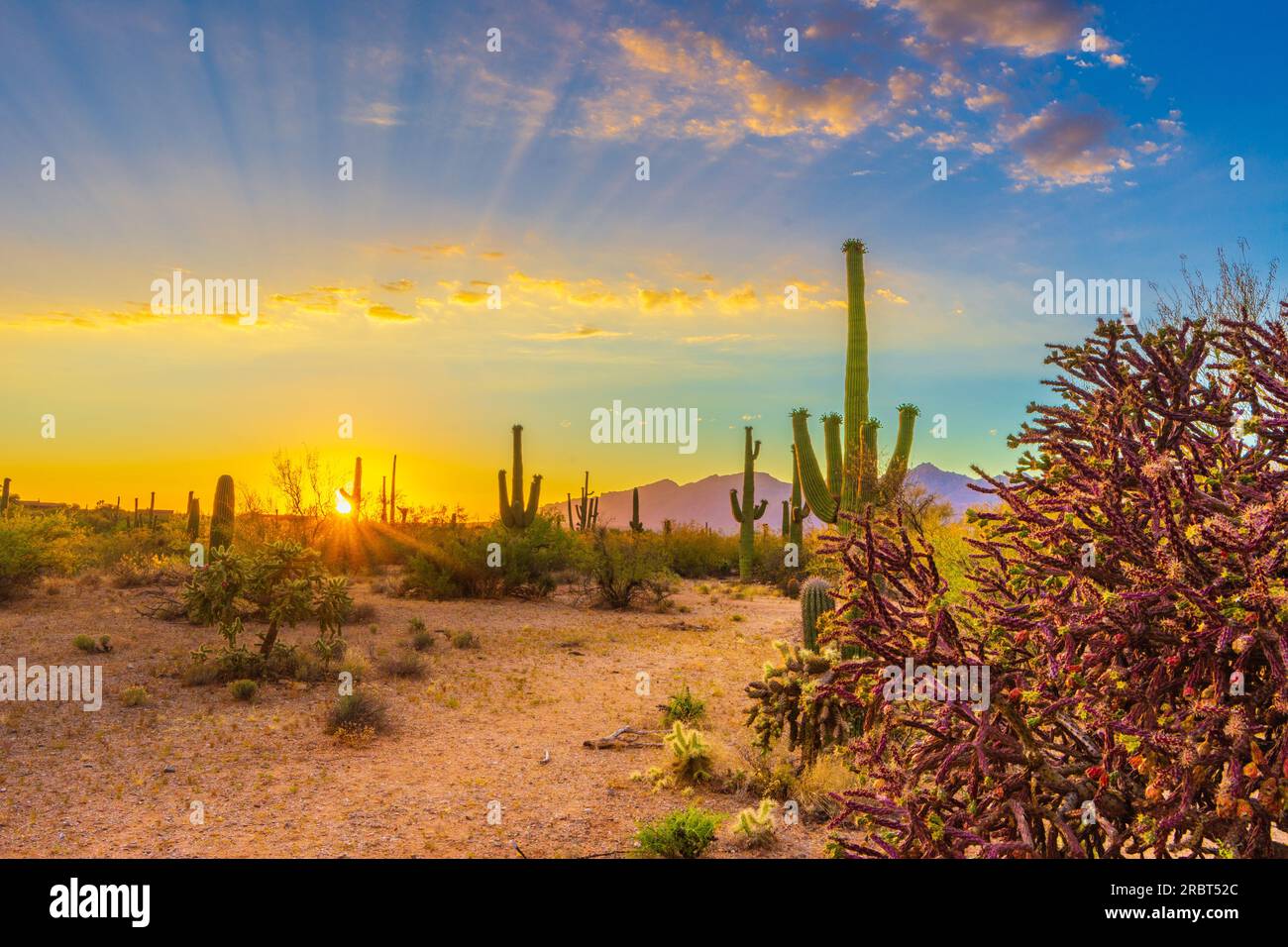 Cactus Sunset Scene(9 Stock Photo - Alamy