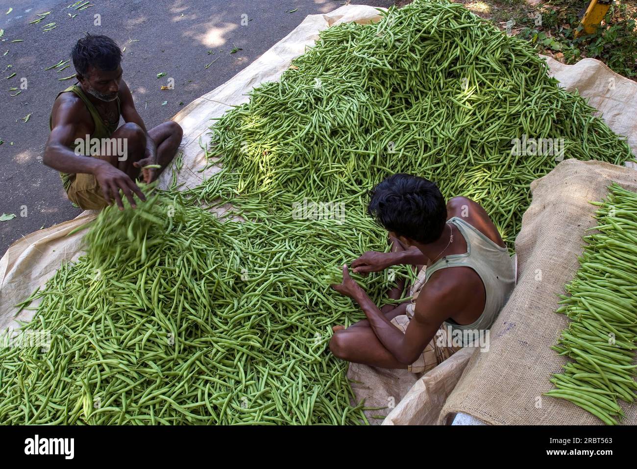A pile of raw vegetable green beans grading at Kodaikanal, Tamil Nadu ...