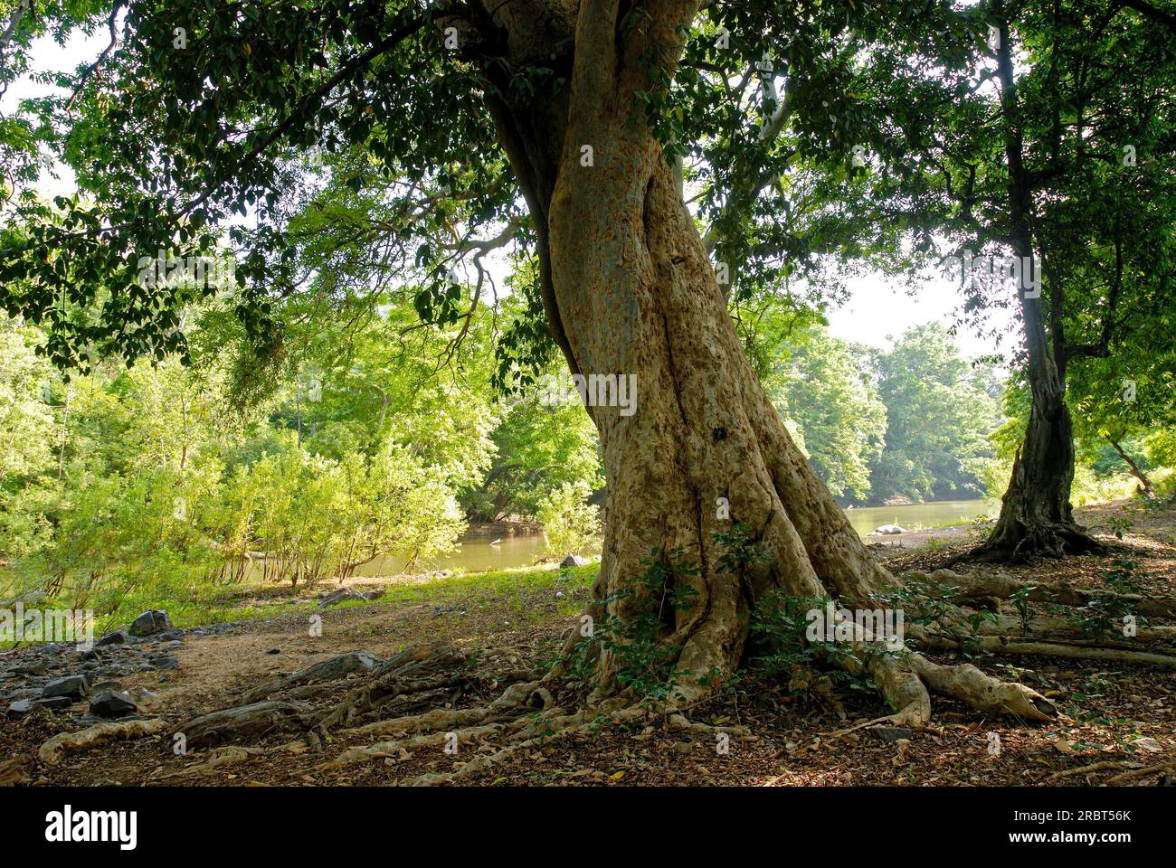 Baralikkadu eco tourist spot is situated at Karamadai Pilloor dam ...