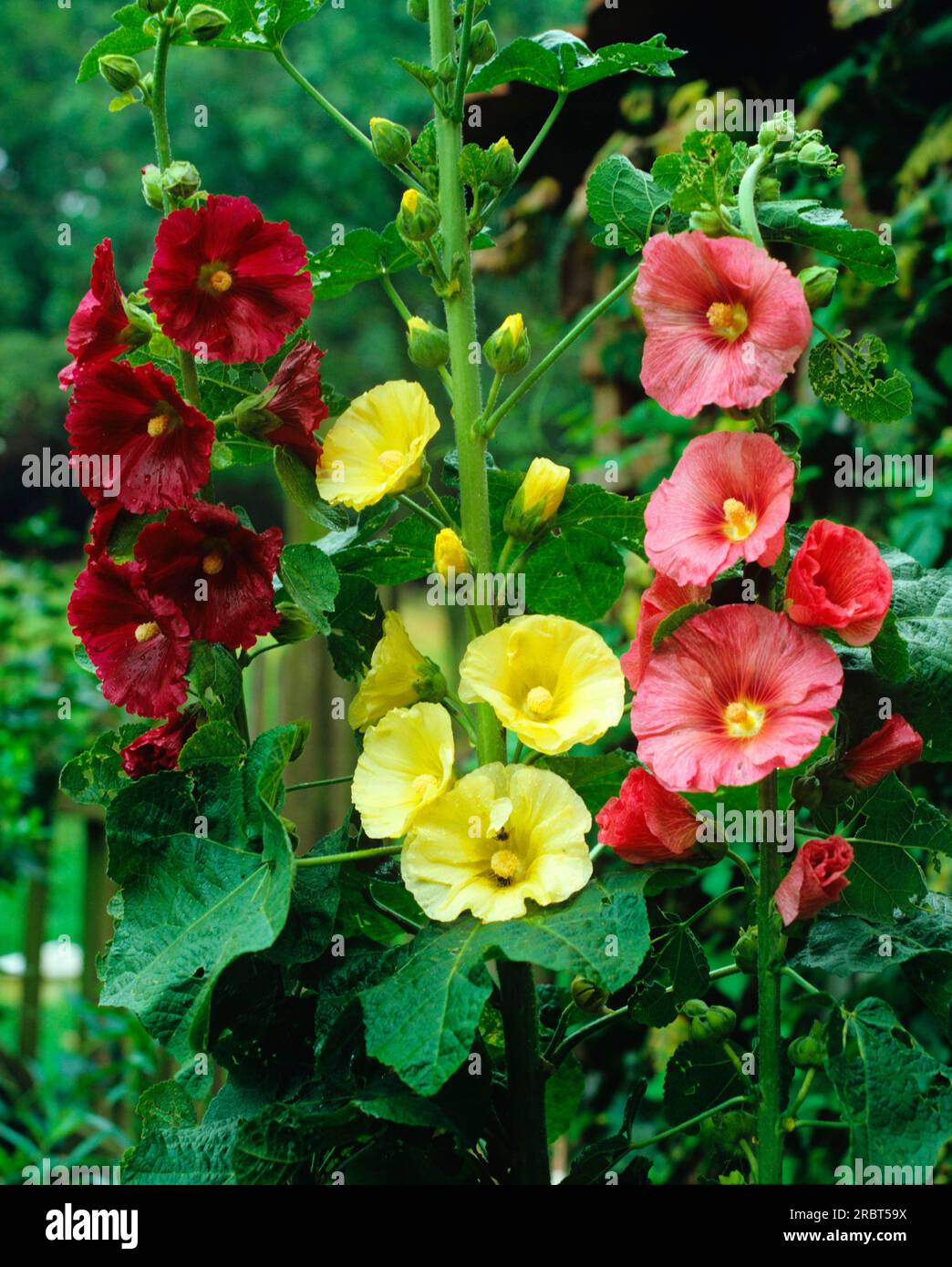 Hollyhock (Alcea rosea hybride) (Althaea rosea hybride Stock Photo - Alamy