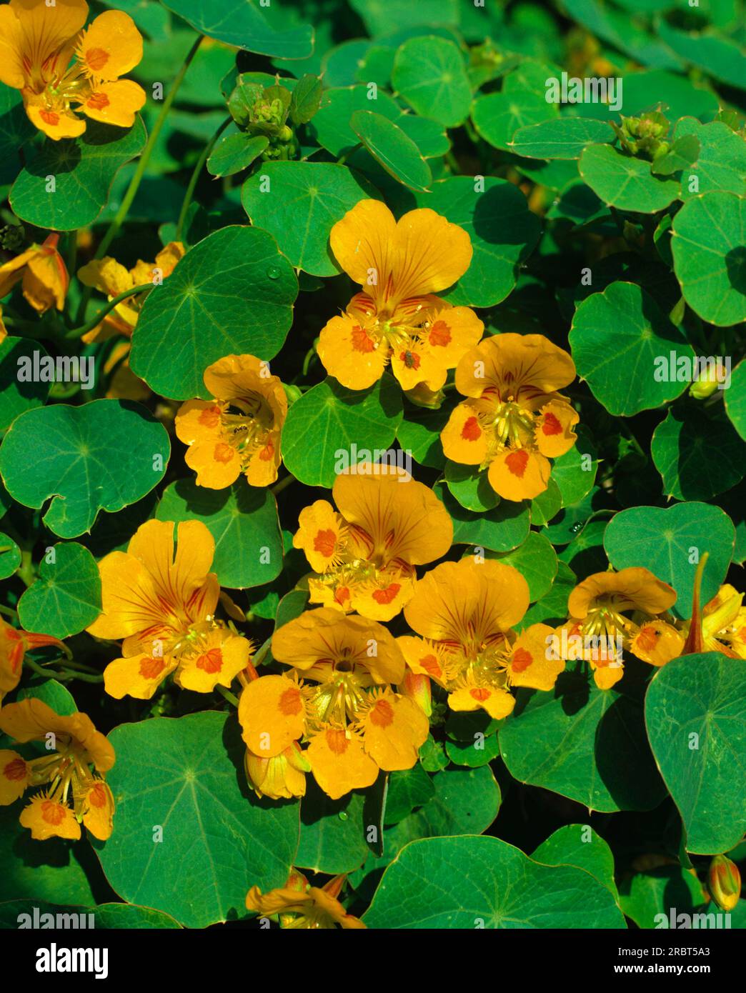 Flower nasturtium hi-res stock photography and images - Alamy