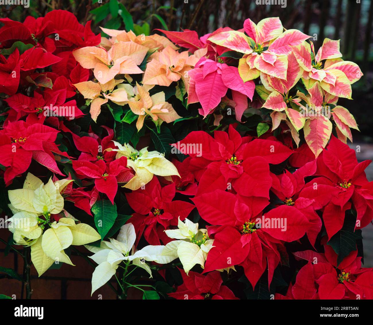 Christmas stars, Poinsettias (Euphorbia pulcherrima Stock Photo - Alamy